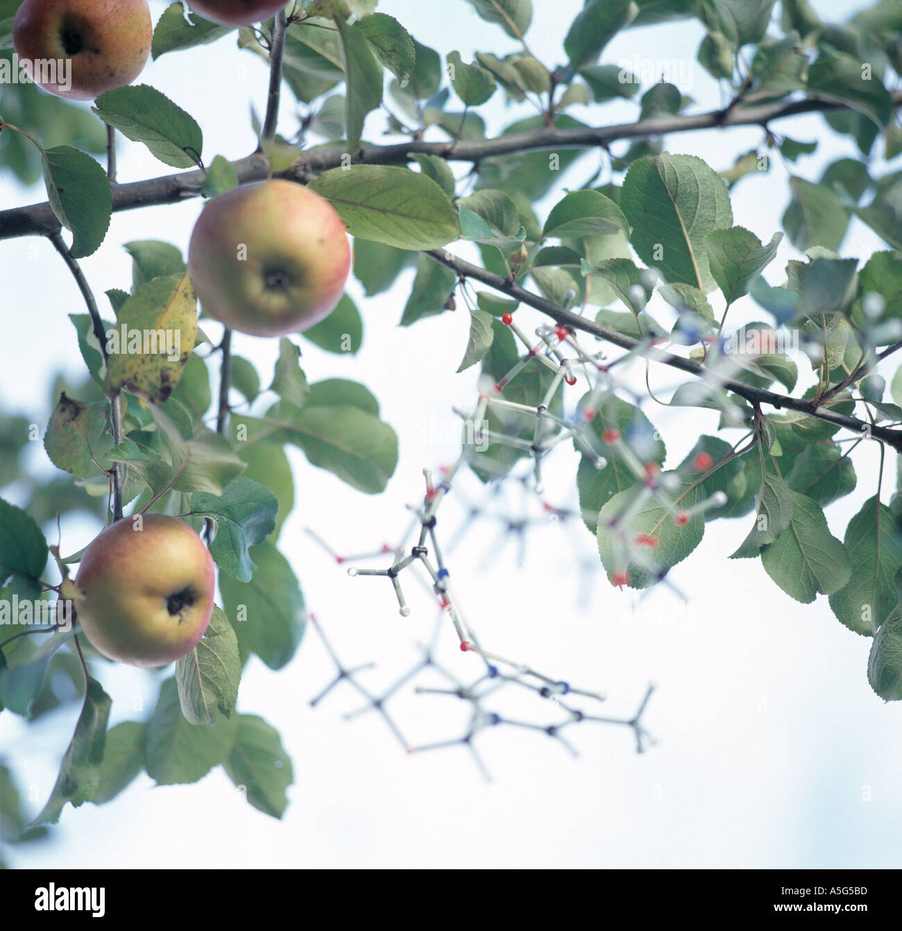 Apples and DNA Stock Photo - Alamy