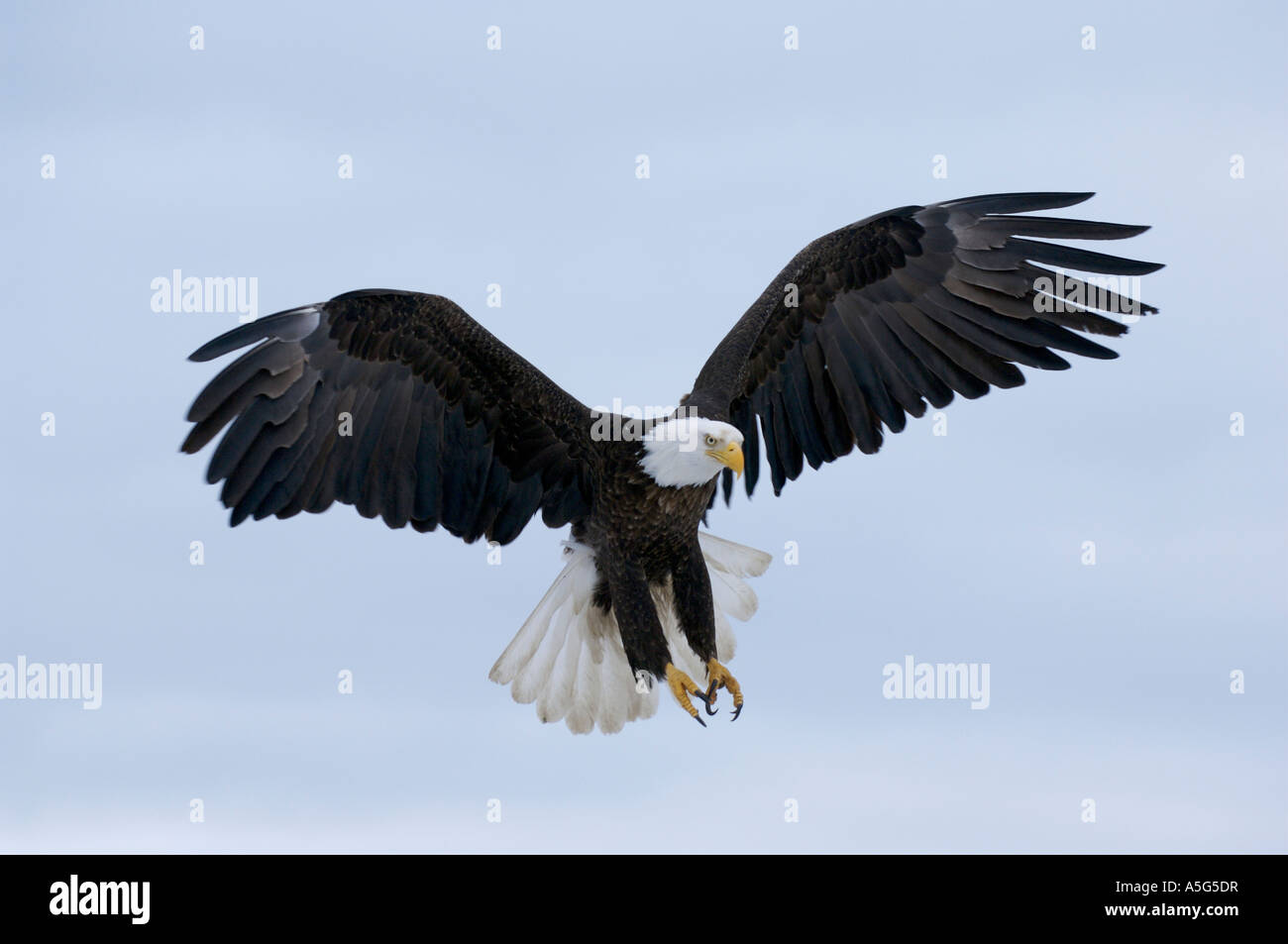 Bald Eagle, Alaska´s Coast Stock Photo - Alamy