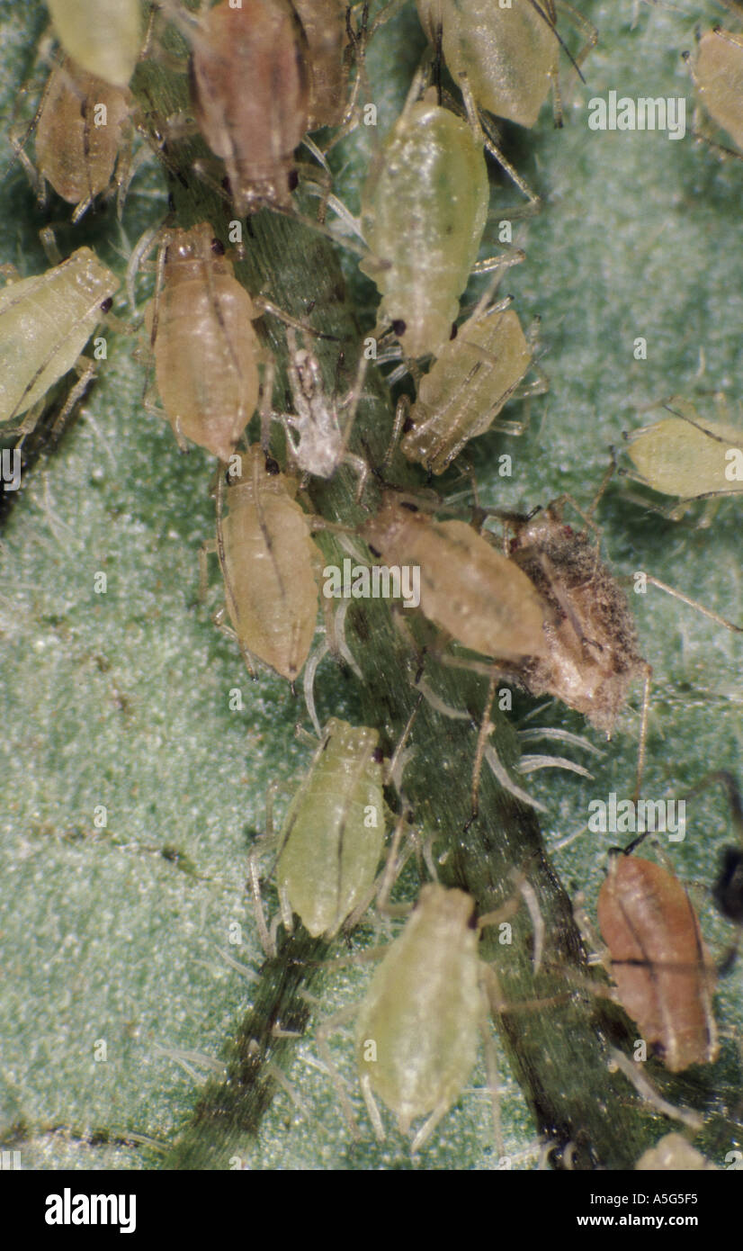 Peach potato aphids myzus persicae hi-res stock photography and images ...