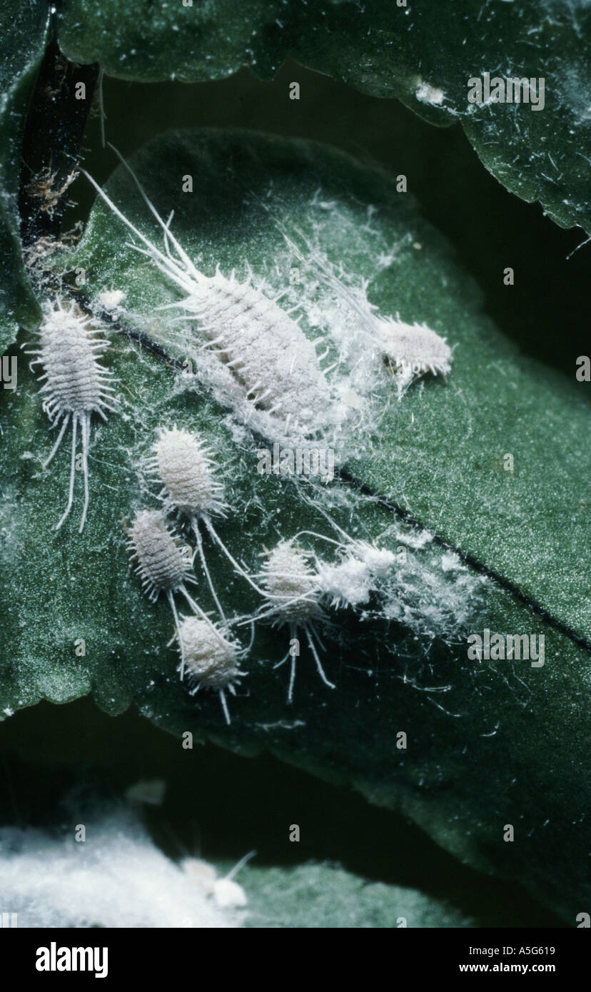 Pseudococcus hi-res stock photography and images - Alamy