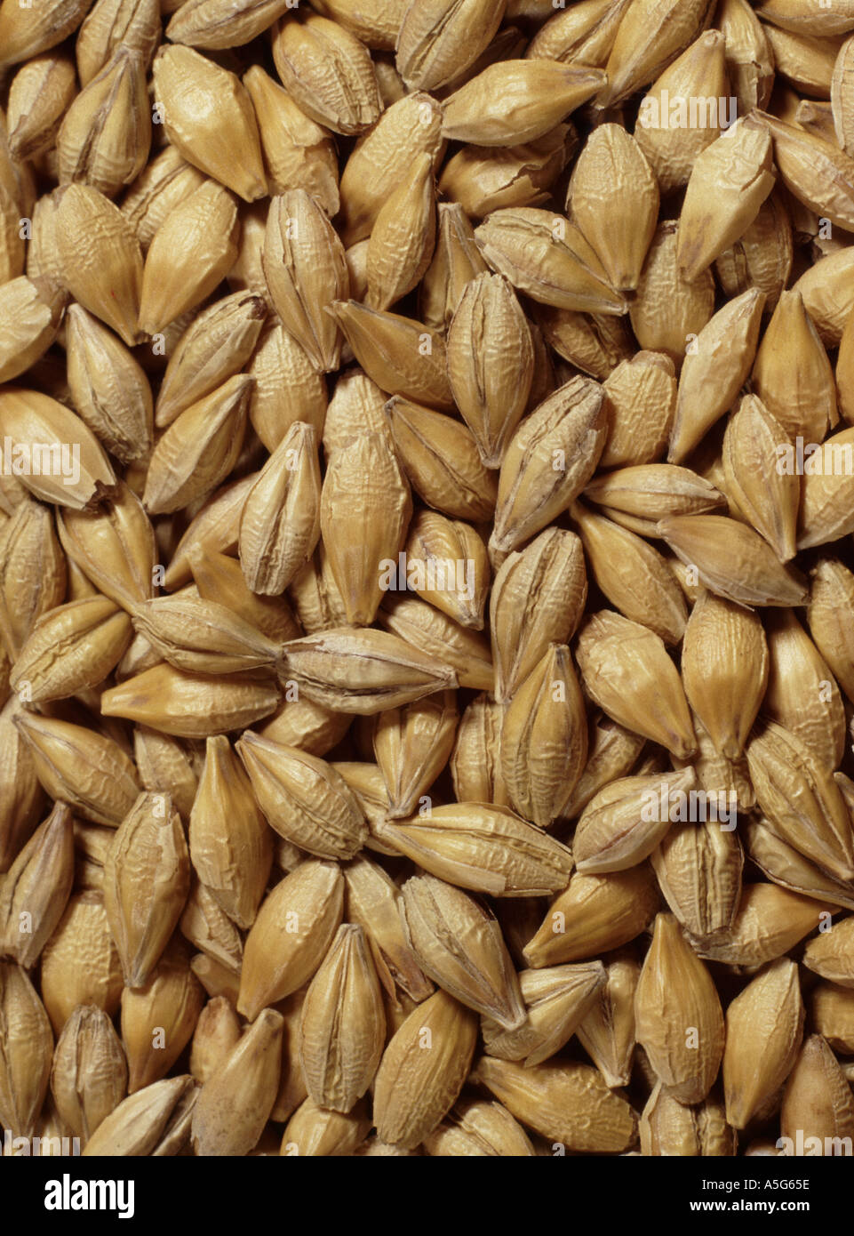 Barley hordeum seed grain sample hi-res stock photography and images ...