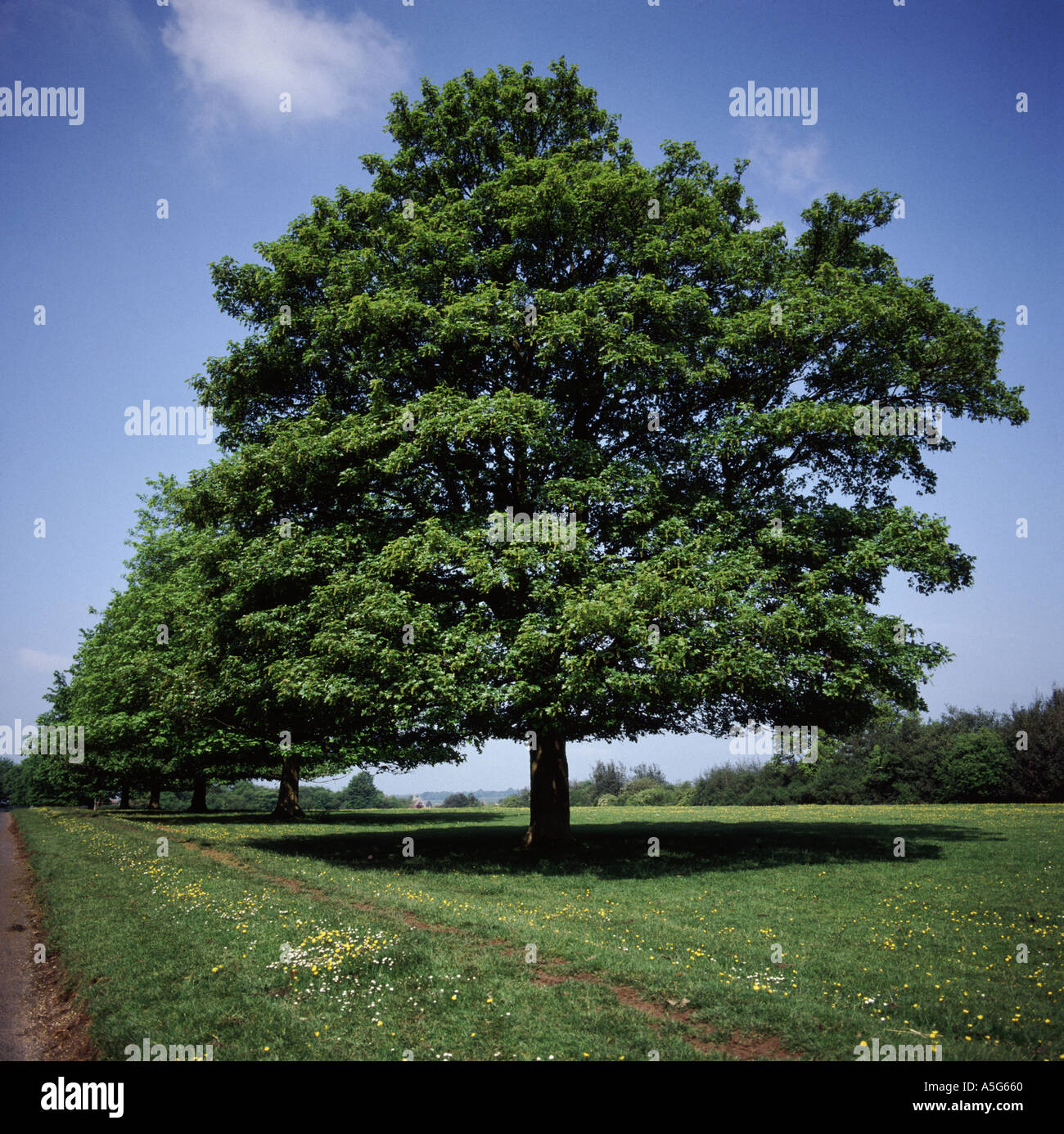 Common maple tree hi-res stock photography and images - Alamy