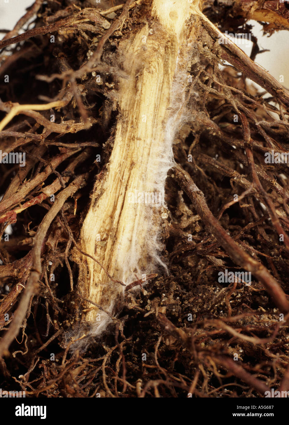 Root death Phytophthora cinnamoni affecting Cupressus root Stock Photo ...