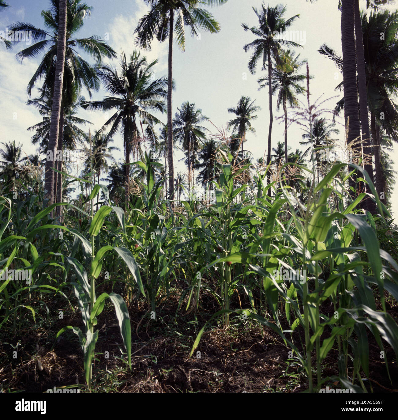 Intercropping hi-res stock photography and images - Alamy