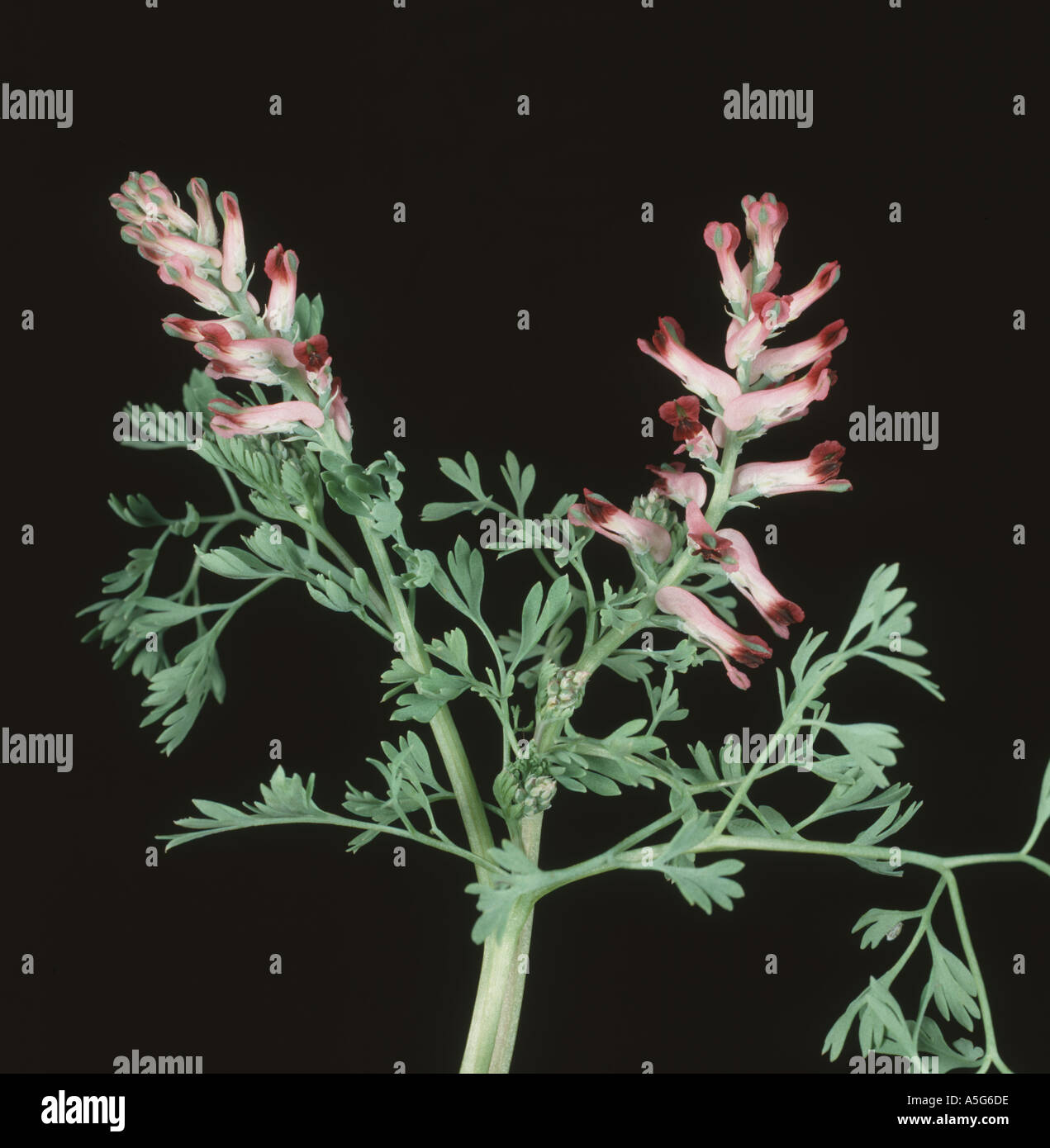 Fumaria flower hi-res stock photography and images - Alamy