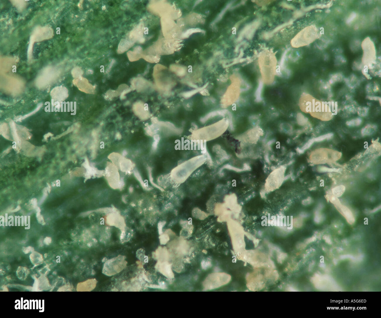 Photomicrograph of Eriophyid rust mites Eriophyidae on a Yucca leaf ...