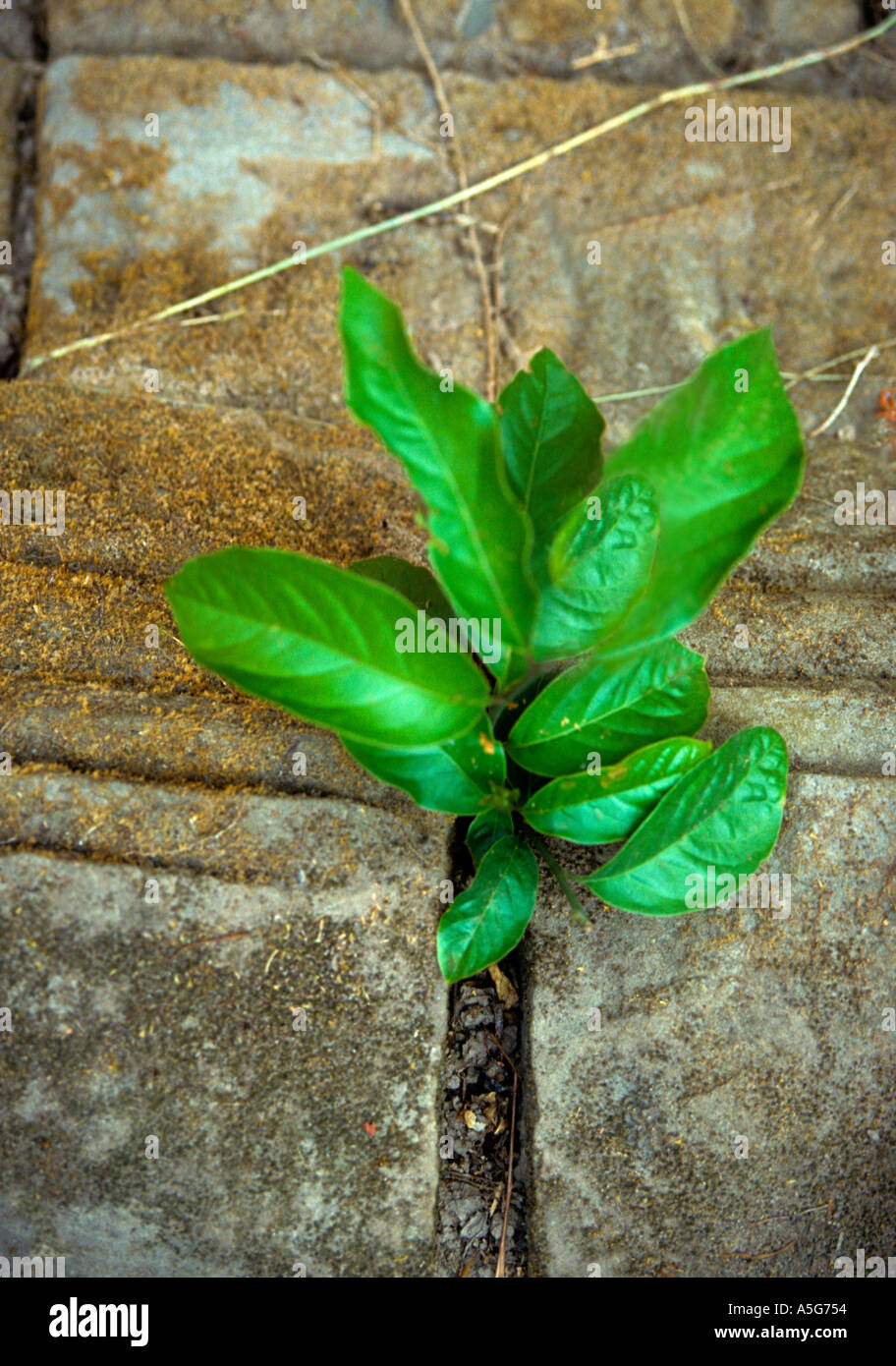 Cotton tree saplings force their way out of fissures in stonework at ...