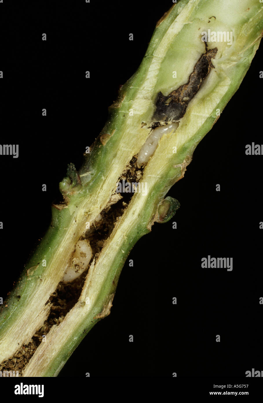 Cabbage root fly Delia radicum larvae and damage to brassica root Stock ...