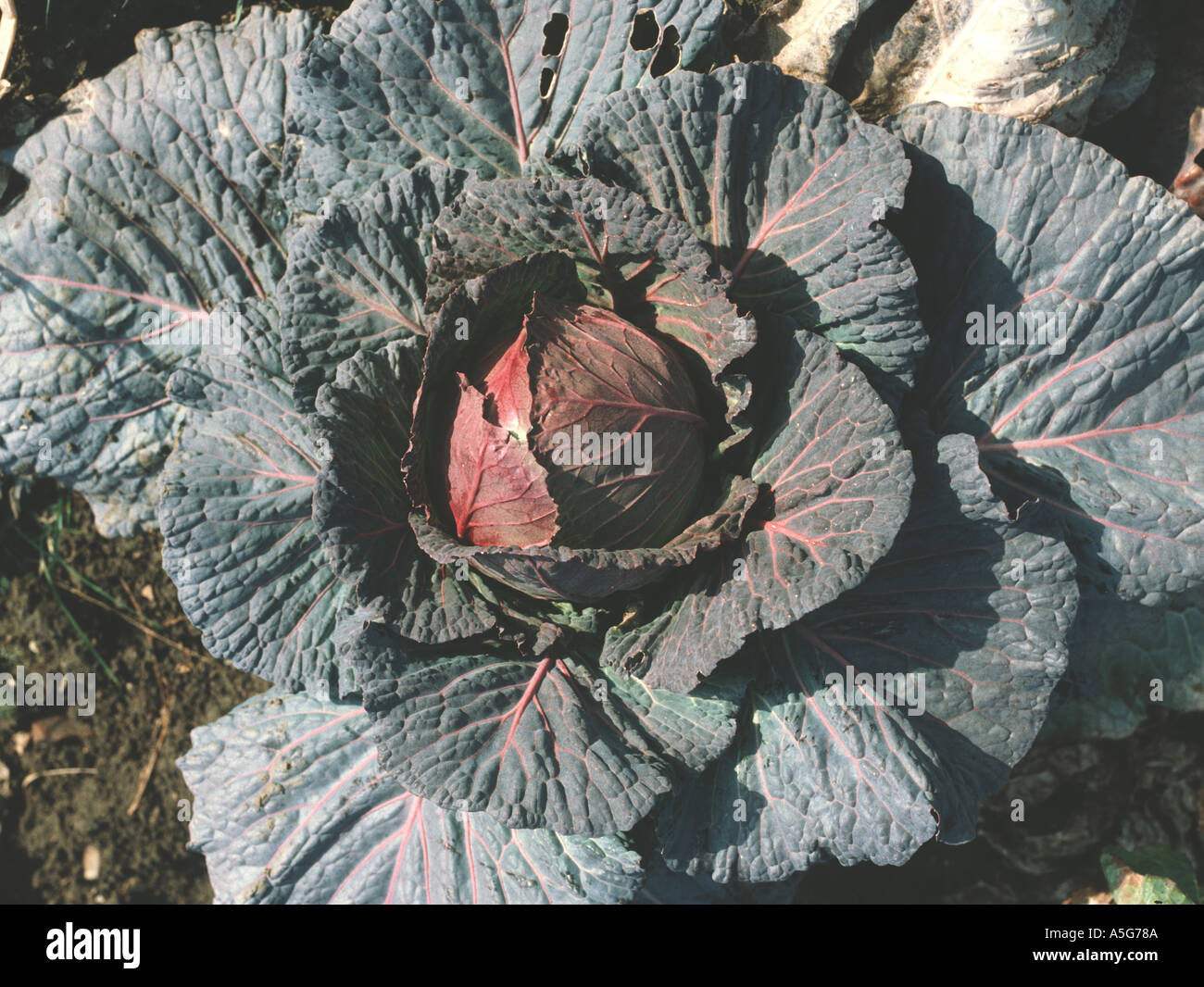 Mature cabbage plant hi-res stock photography and images - Alamy