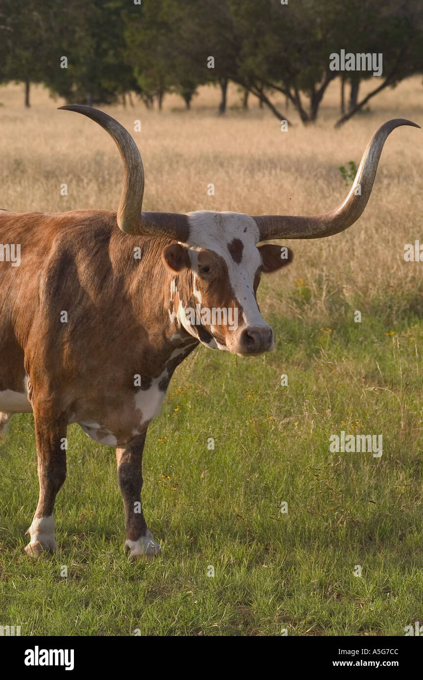 Texas longhorn cattle Stock Photo - Alamy