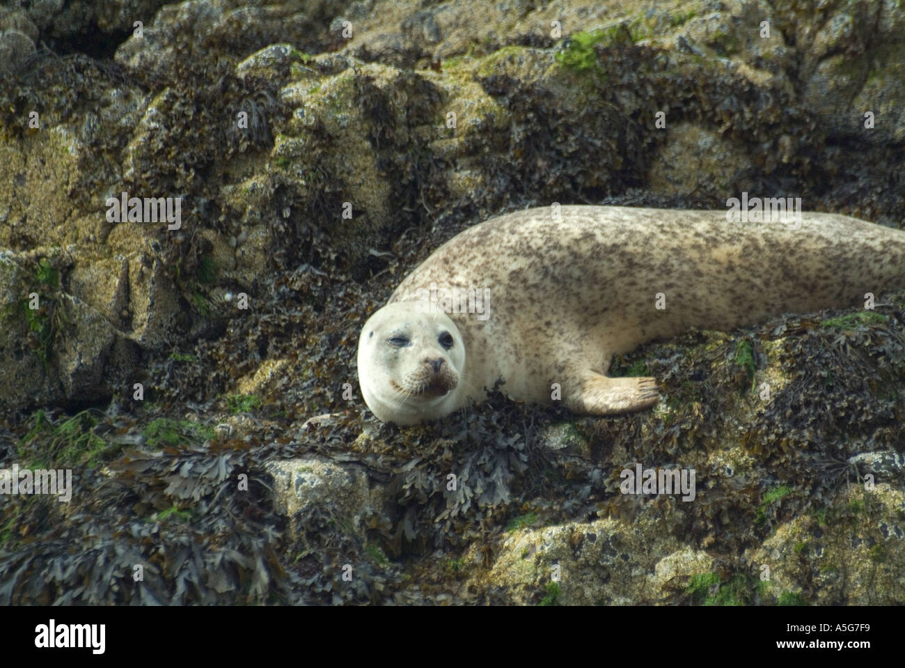 Seals on island of west coast of Scotland near Oban Argyll Stock Photo ...
