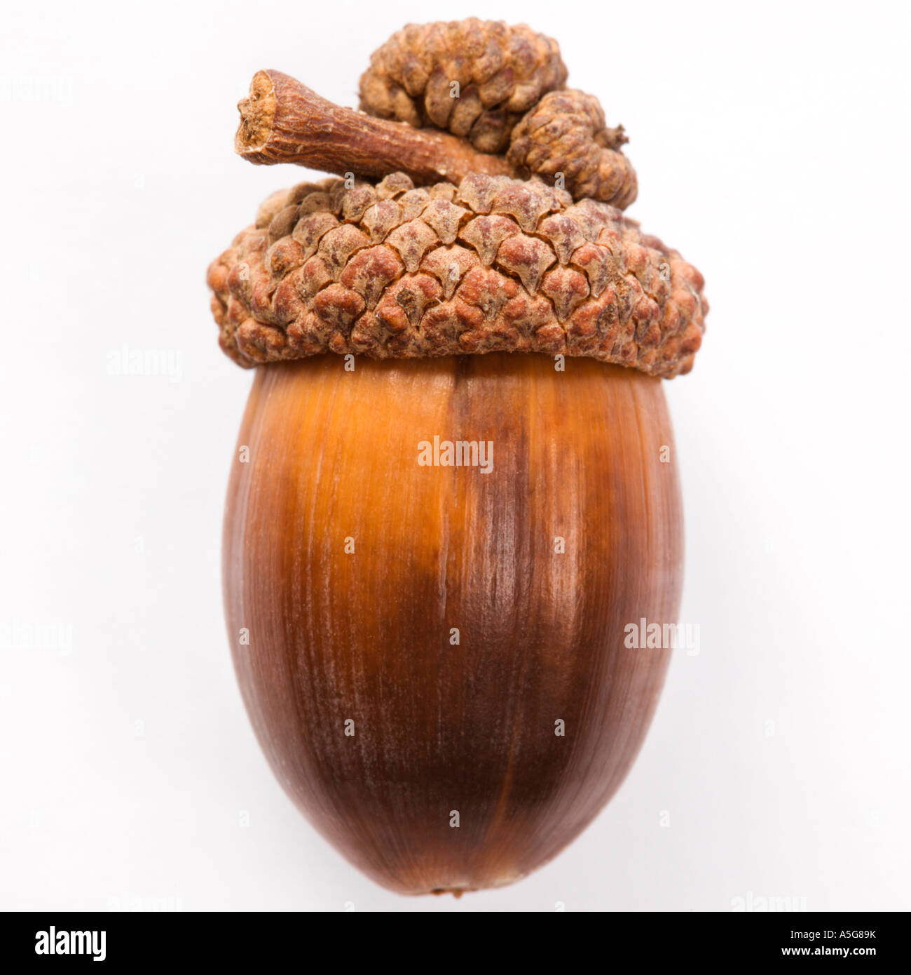 Still life of single acorn Stock Photo - Alamy