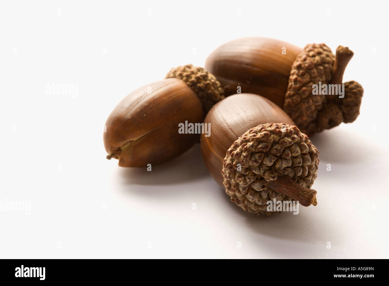 Still life of three acorns Stock Photo - Alamy