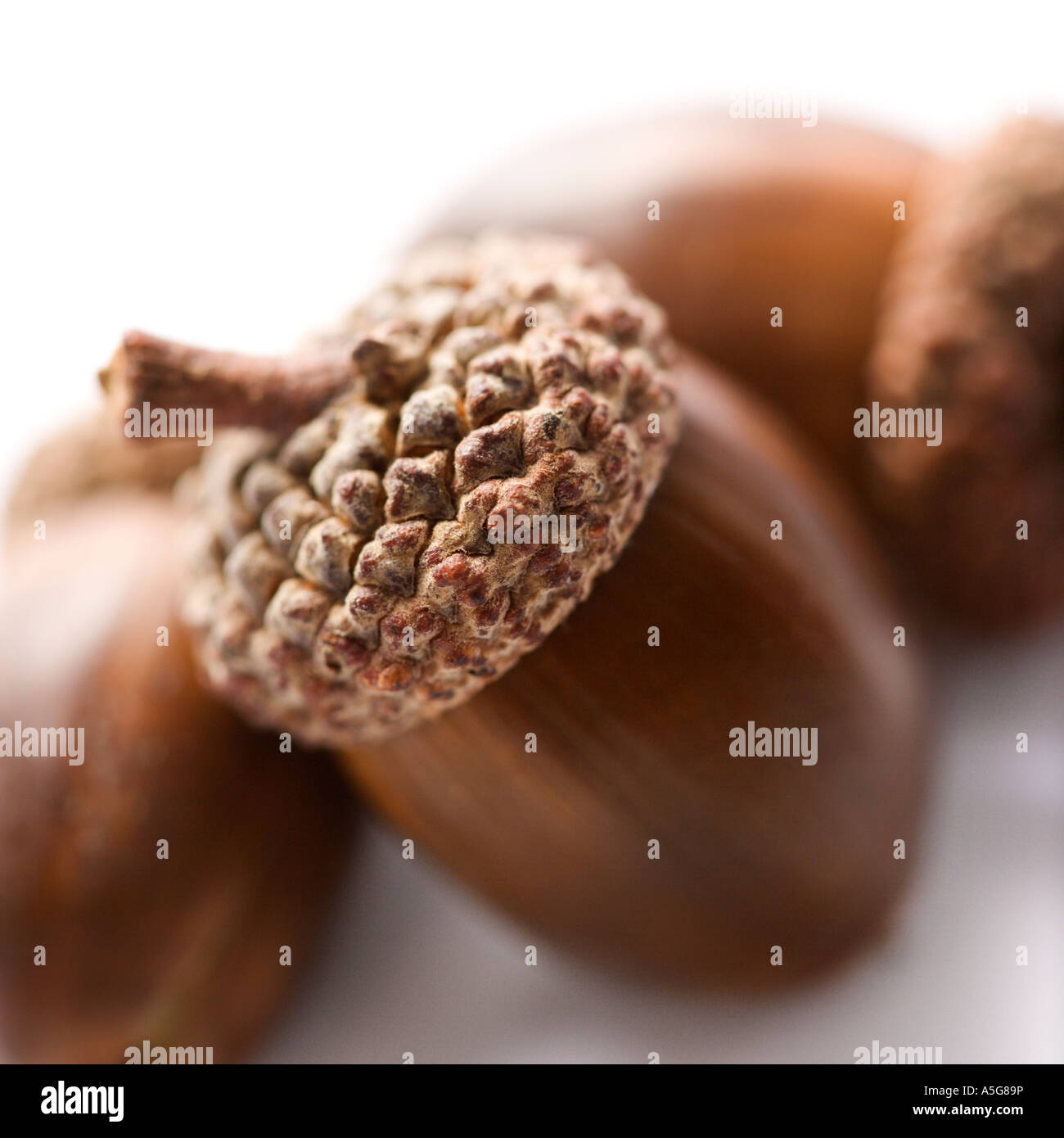 Three acorns hi-res stock photography and images - Alamy