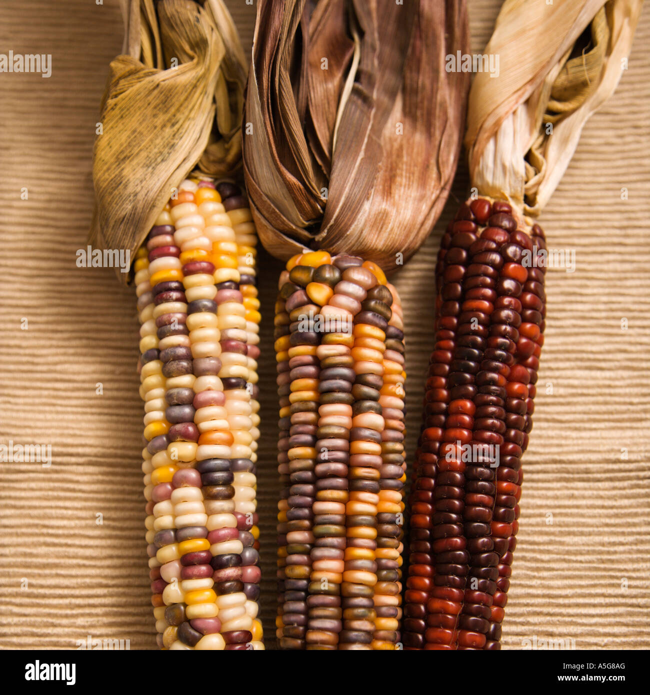 Ears of indian corn hi-res stock photography and images - Alamy