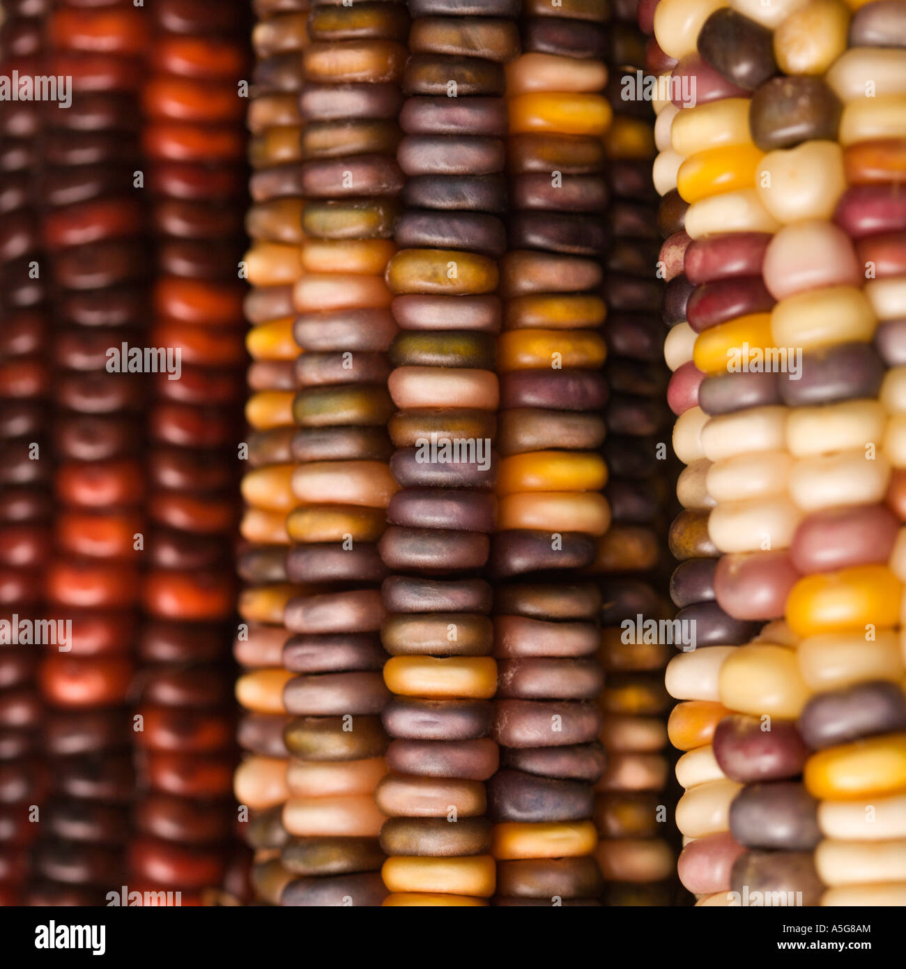 Close up of three multicolored ears of Indian corn Stock Photo - Alamy