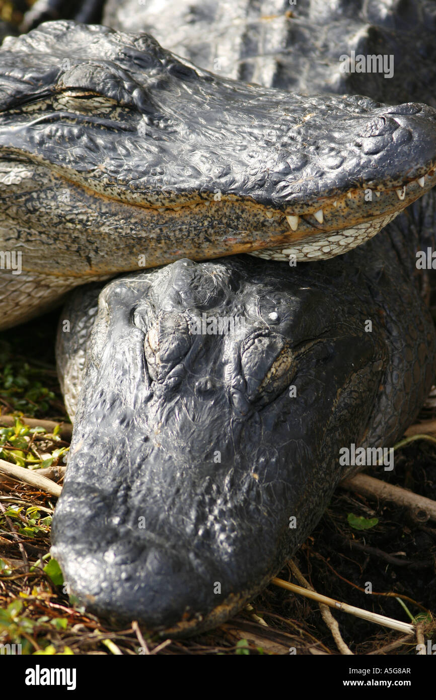 Alligator love hi-res stock photography and images - Alamy