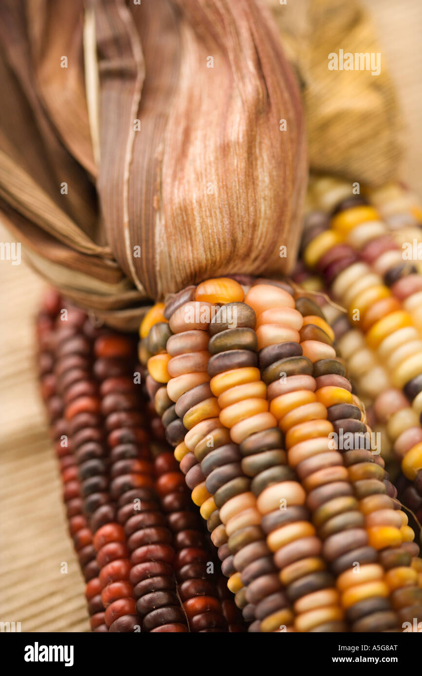 Ears of indian corn hi-res stock photography and images - Alamy