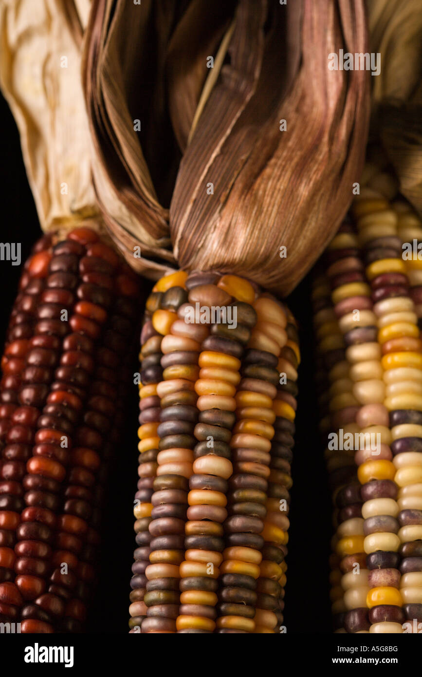 Ears of indian corn hi-res stock photography and images - Alamy