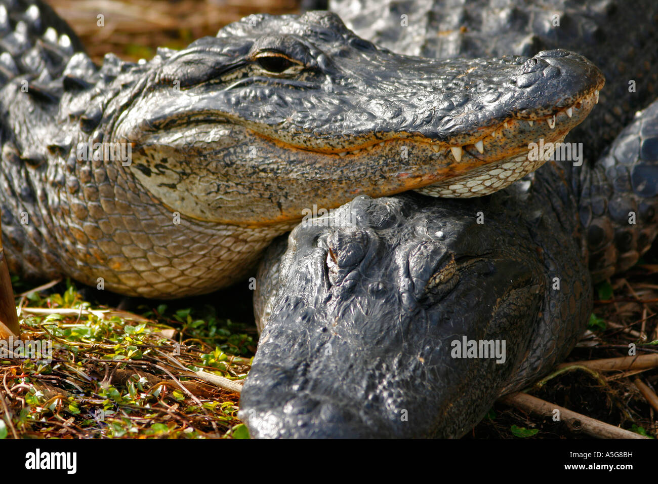 Alligator love hi-res stock photography and images - Alamy