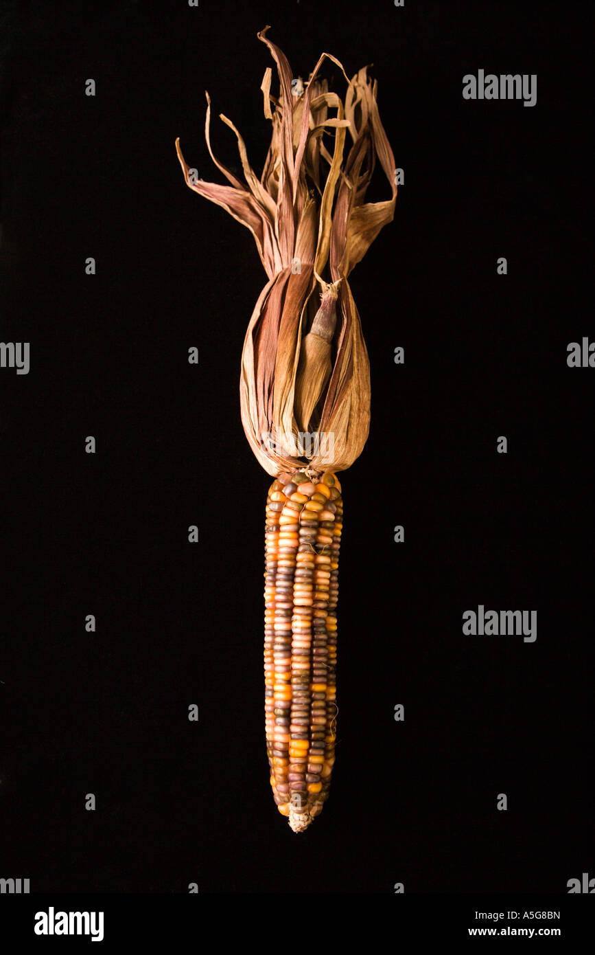 Ear of multicolored Indian corn against black background Stock Photo ...