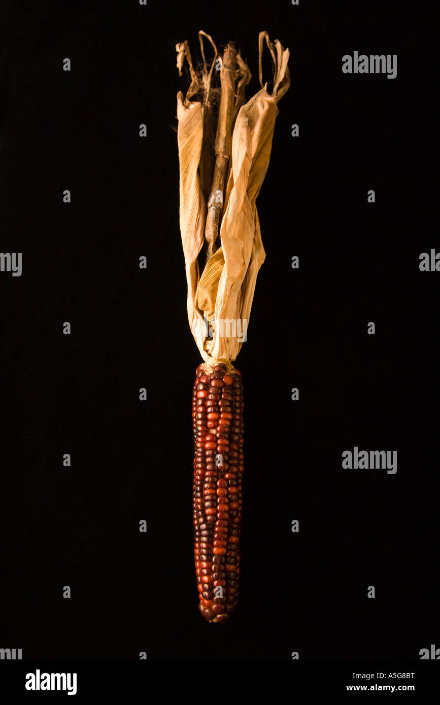 Ear of multicolored Indian corn against black background Stock Photo ...