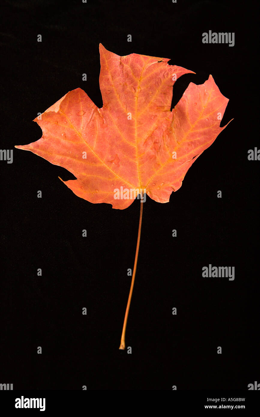 Red maple leaf against black background Stock Photo - Alamy
