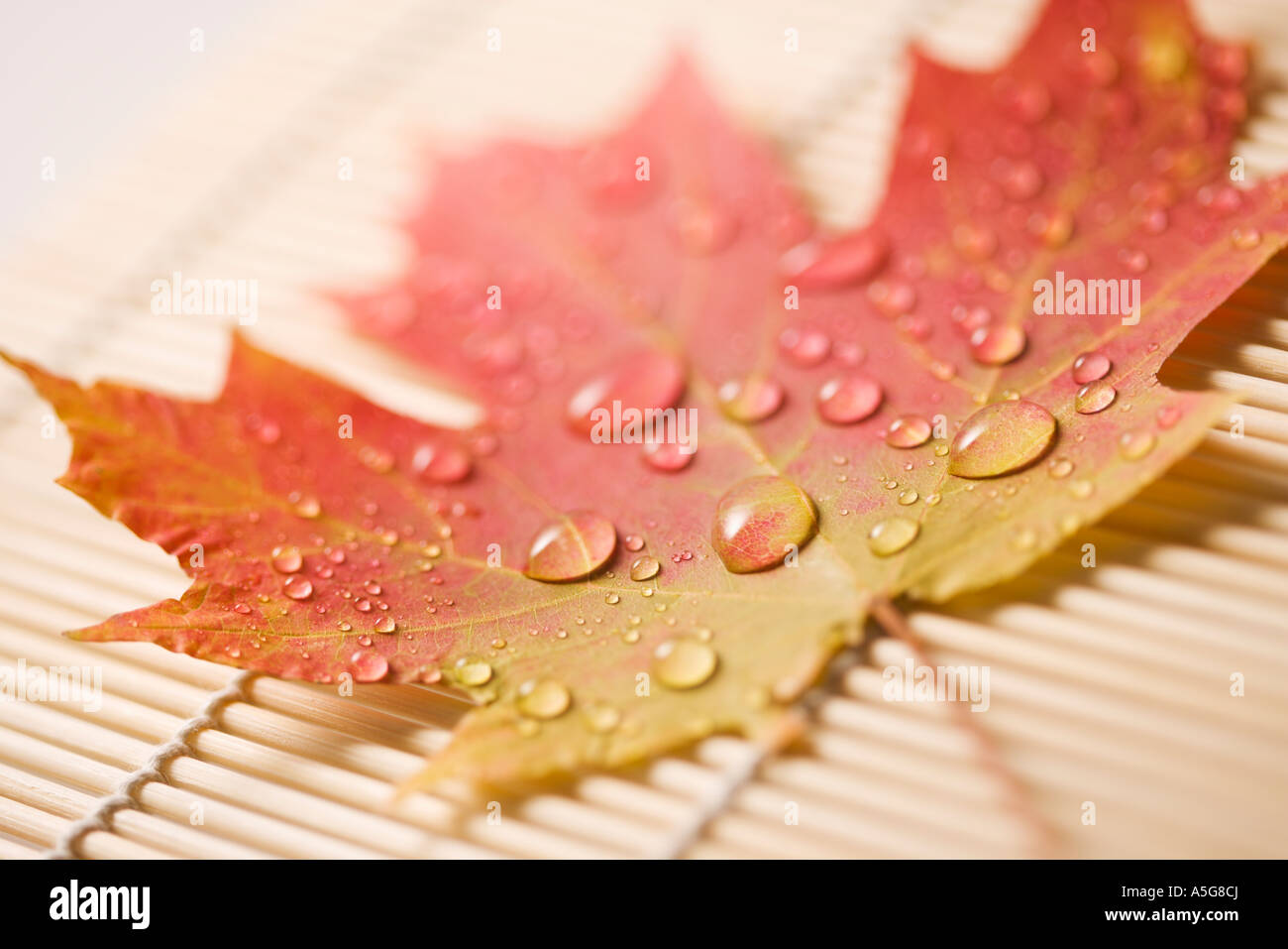Sugar Maple leaf in Fall color sprinkled with water droplets resting on ...