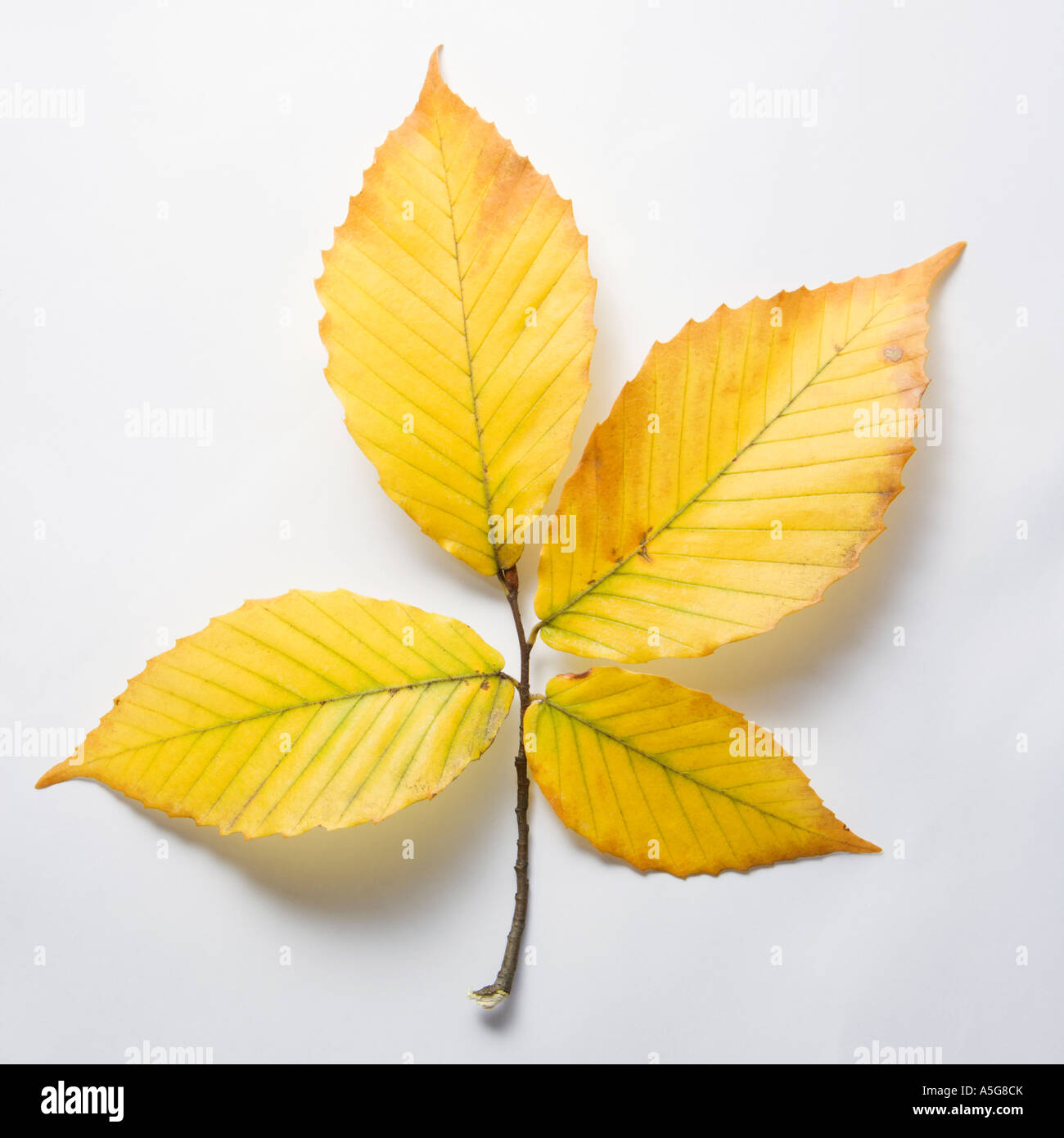 American beech tree hi-res stock photography and images - Alamy