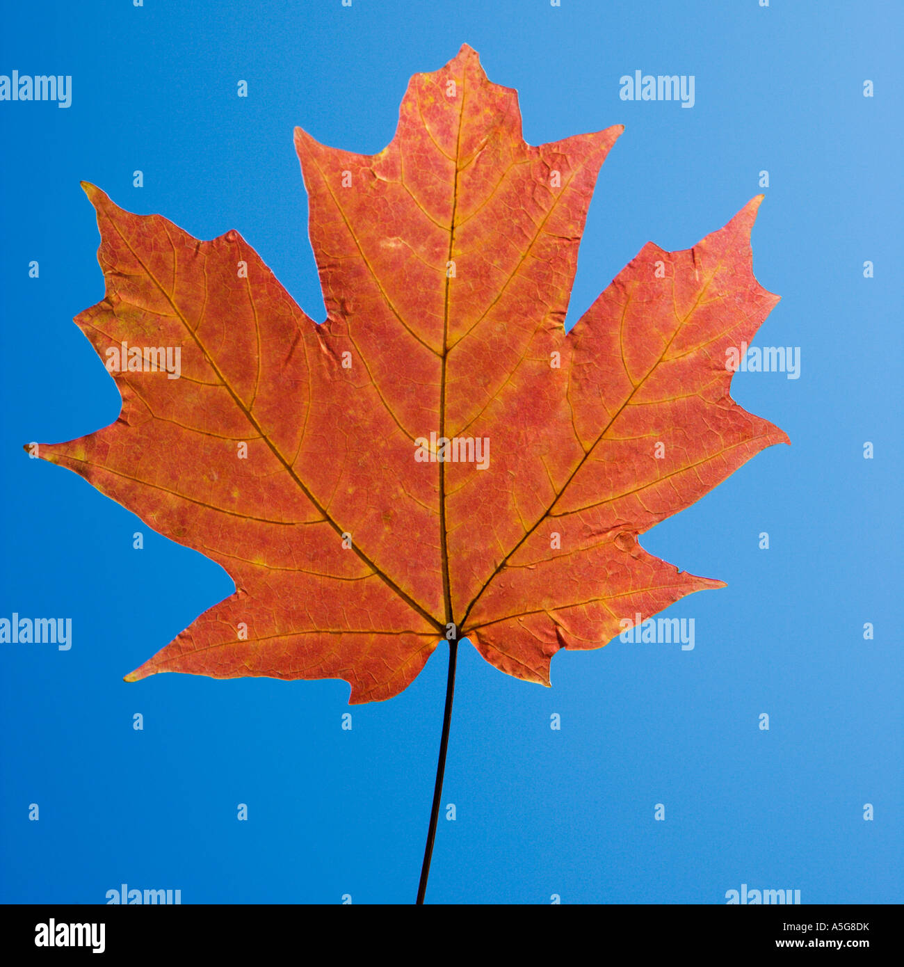 Red Sugar Maple leaf against blue background Stock Photo - Alamy