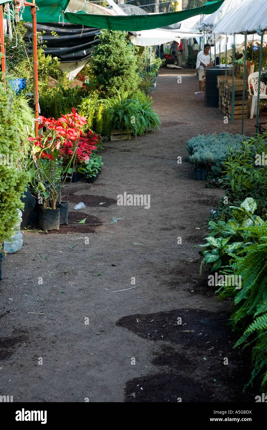 plants on sale in xochimilco flowers market - mexico city Stock Photo ...