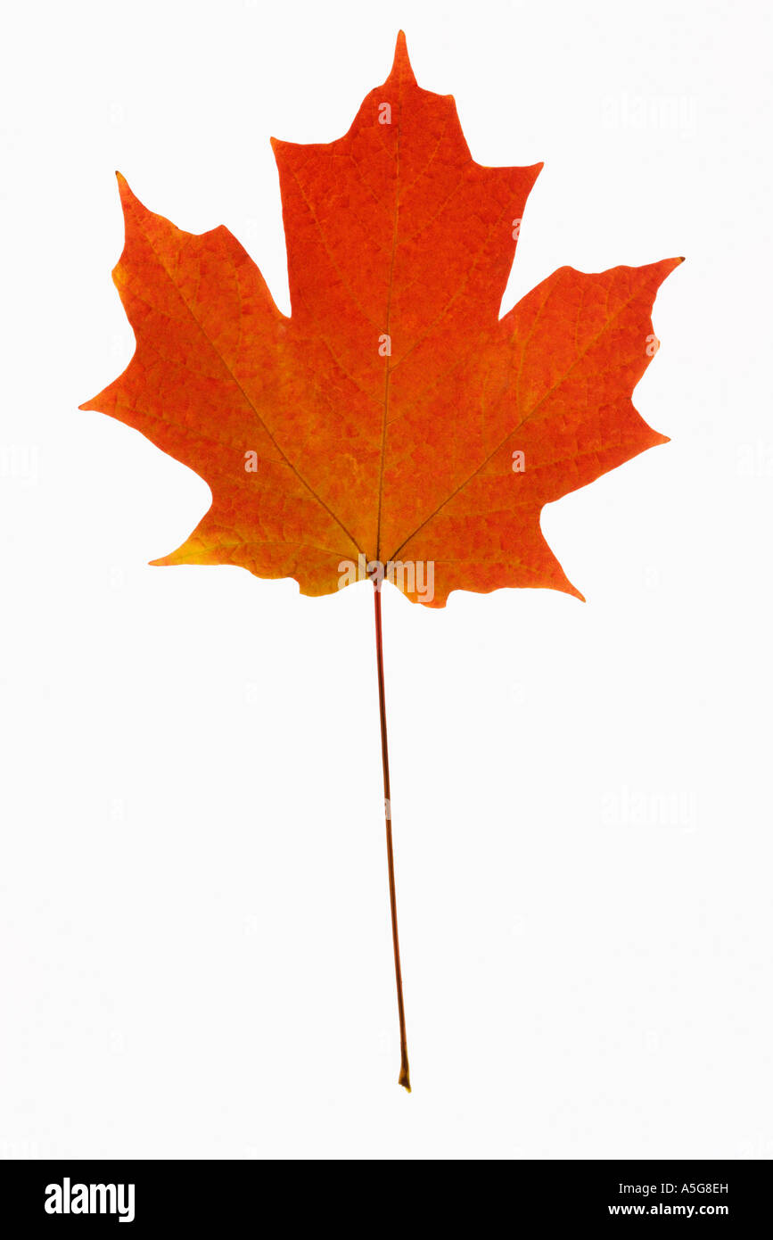 Red Sugar Maple leaf against white background Stock Photo - Alamy