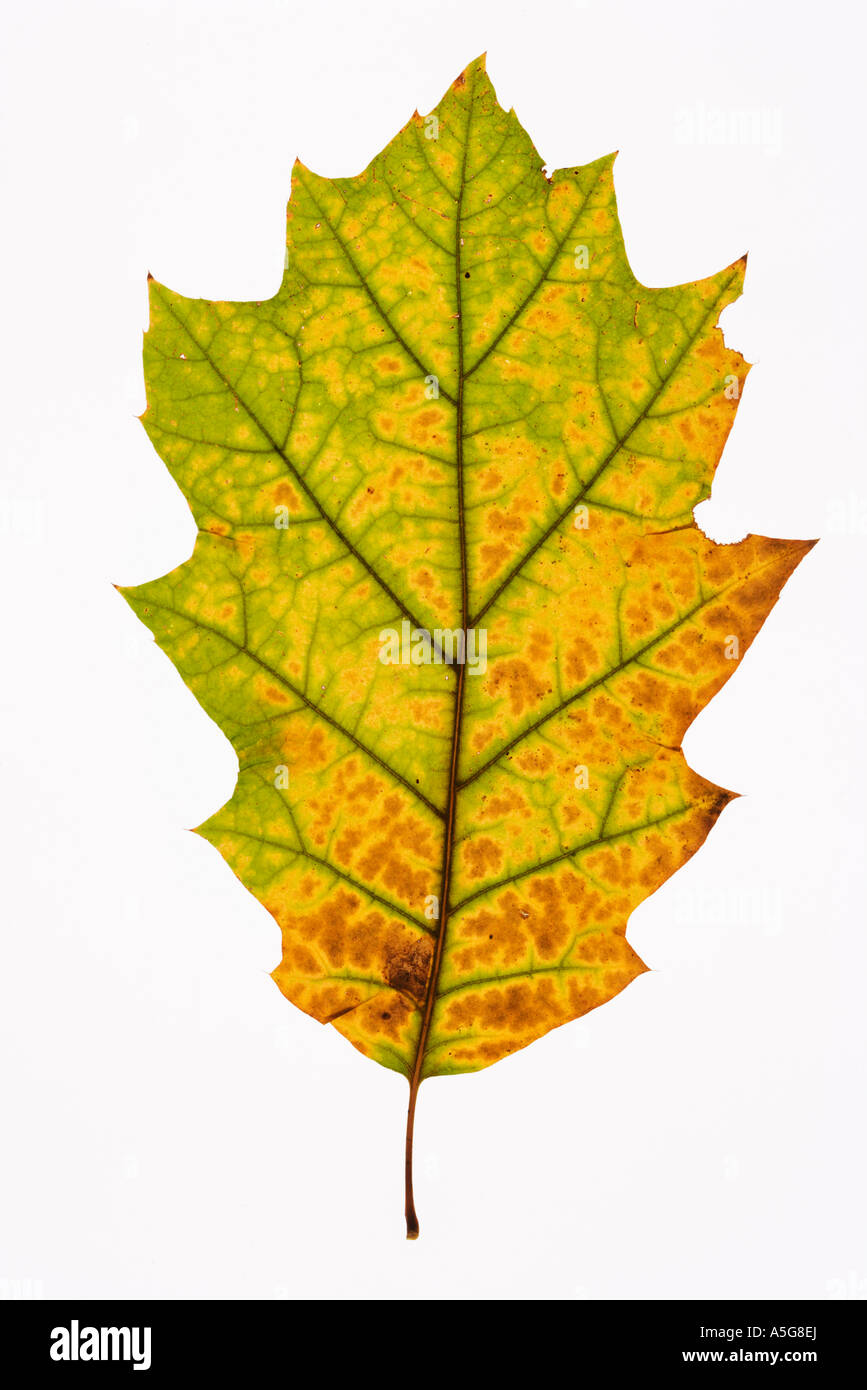 Autumn color leaves against Cut Out Stock Images & Pictures - Alamy