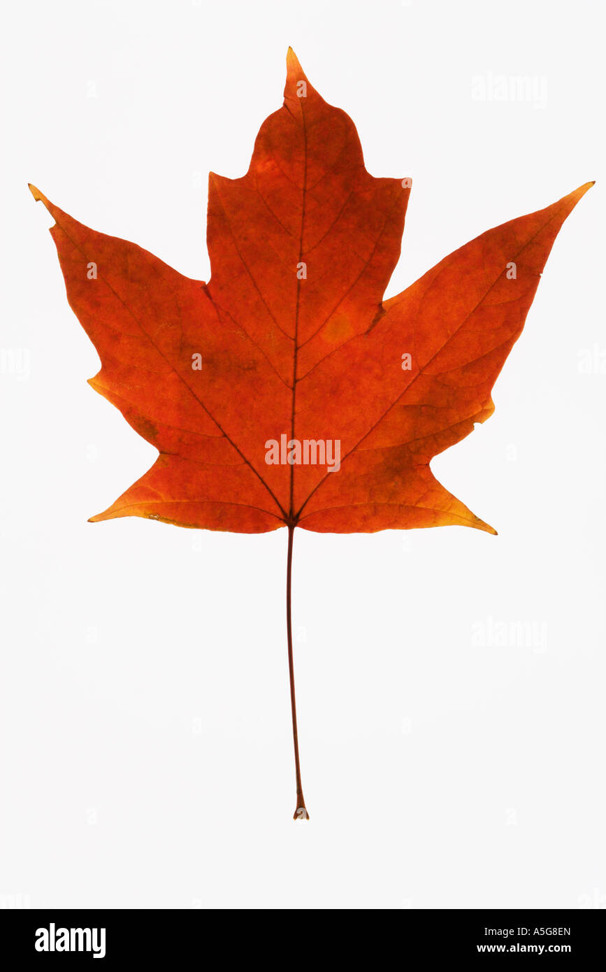 Red Sugar Maple leaf against white background Stock Photo - Alamy