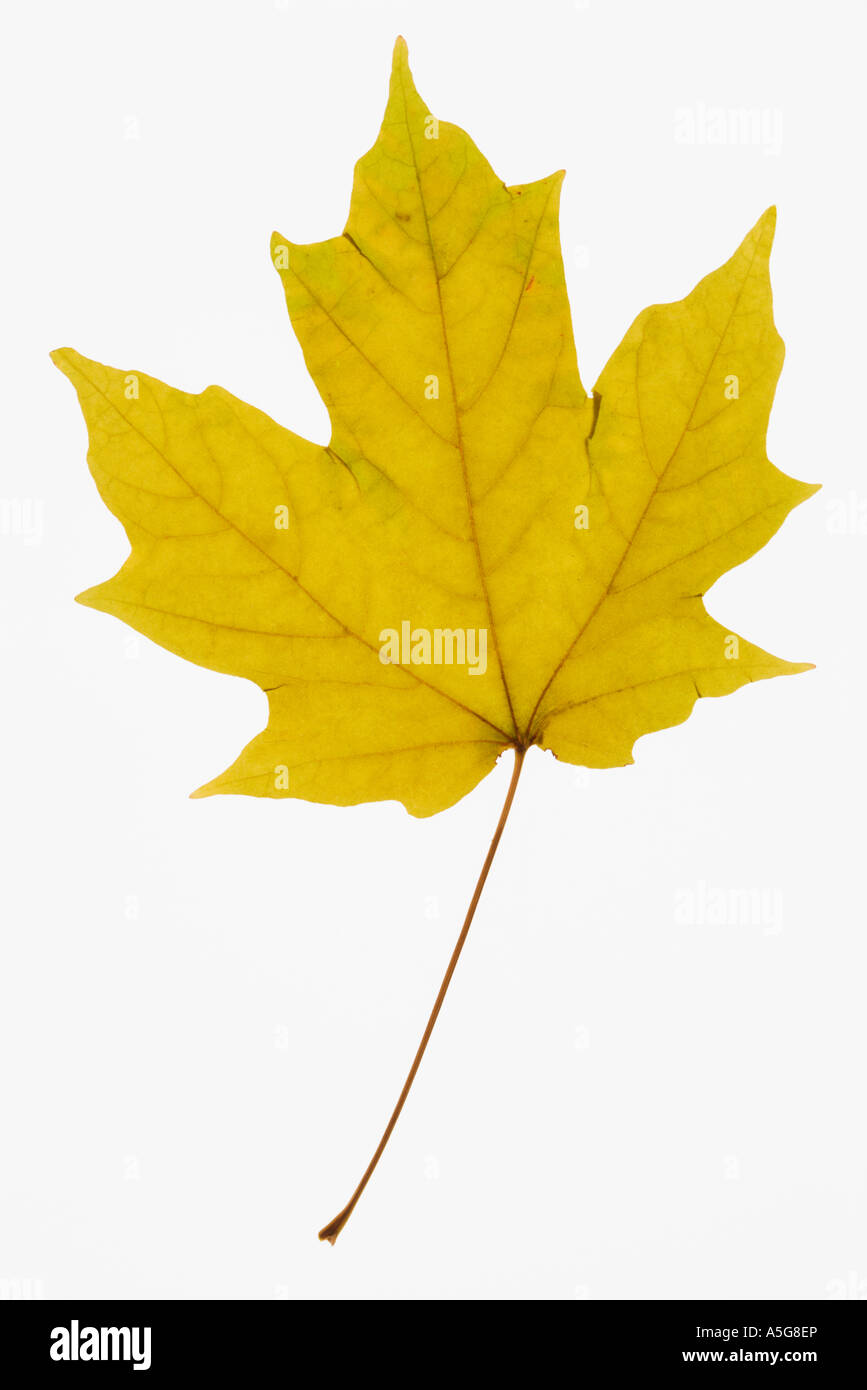 Yellow Sugar Maple leaf against white background Stock Photo - Alamy