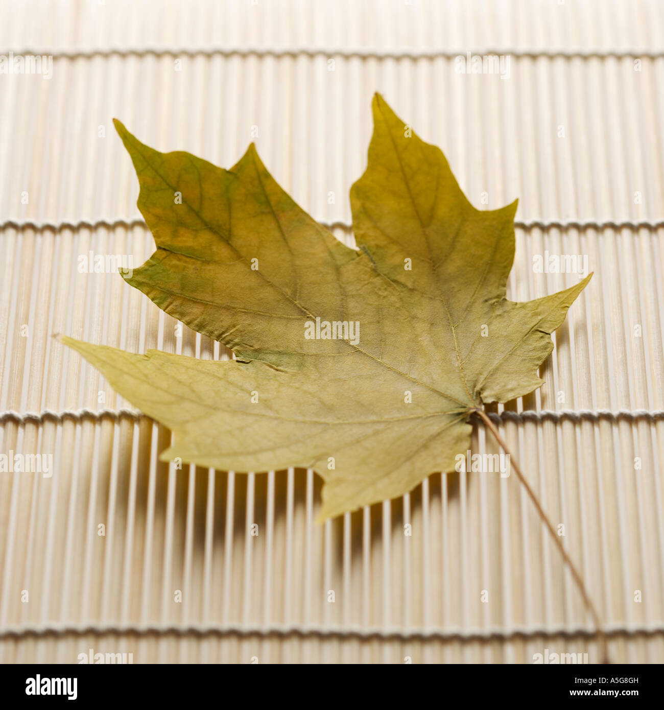Sugar Maple leaf resting on bamboo mat Stock Photo - Alamy