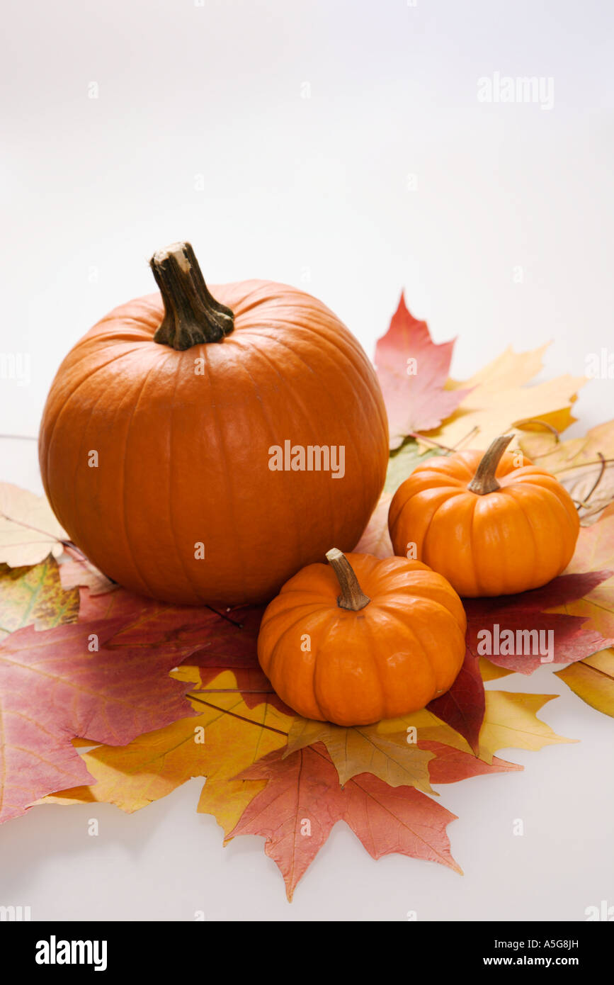 Still life of orange pumpkins sitting on group of Maple leaves in Fall ...