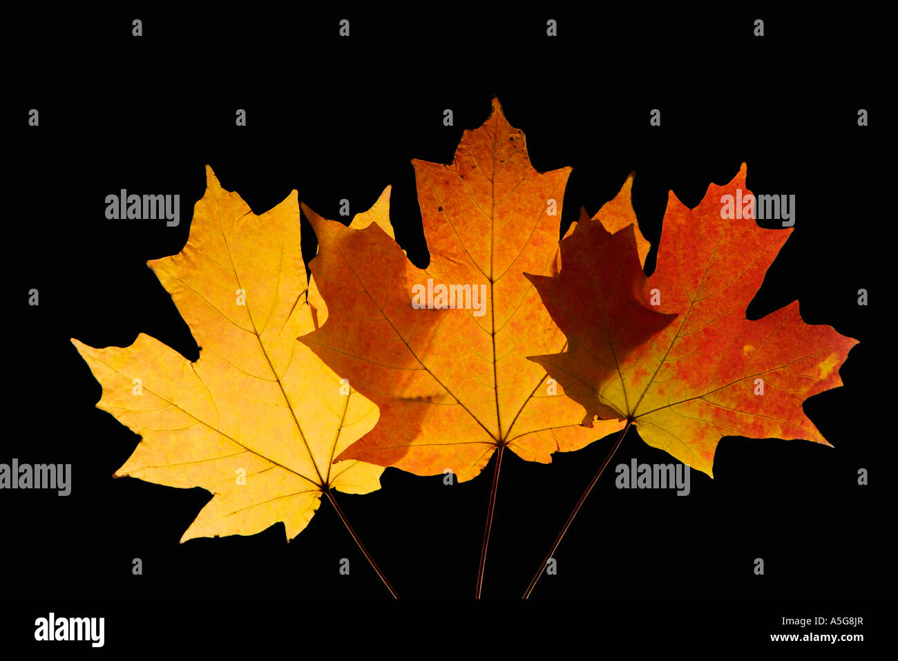 Three leaf maple hi-res stock photography and images - Alamy