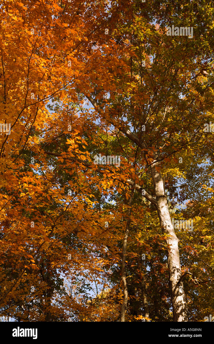 American Beech trees exhbiting full Fall colors Stock Photo - Alamy