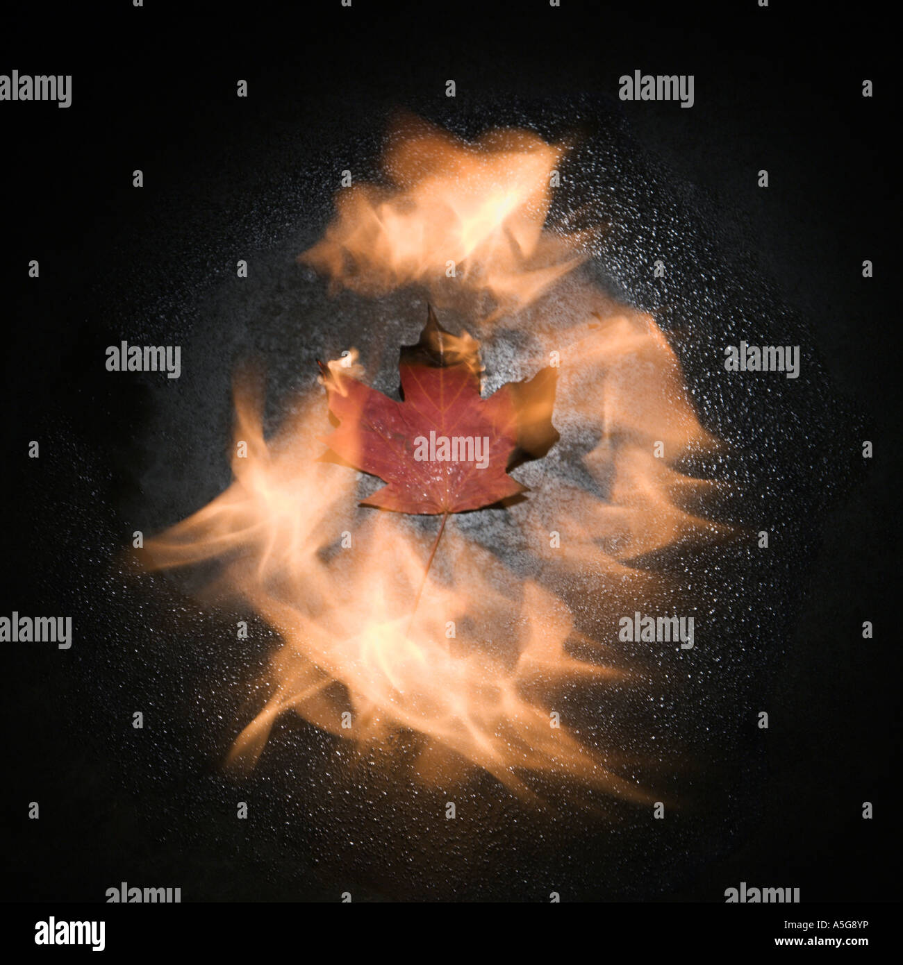 Circle of flames enveloping a single Maple leaf Stock Photo - Alamy