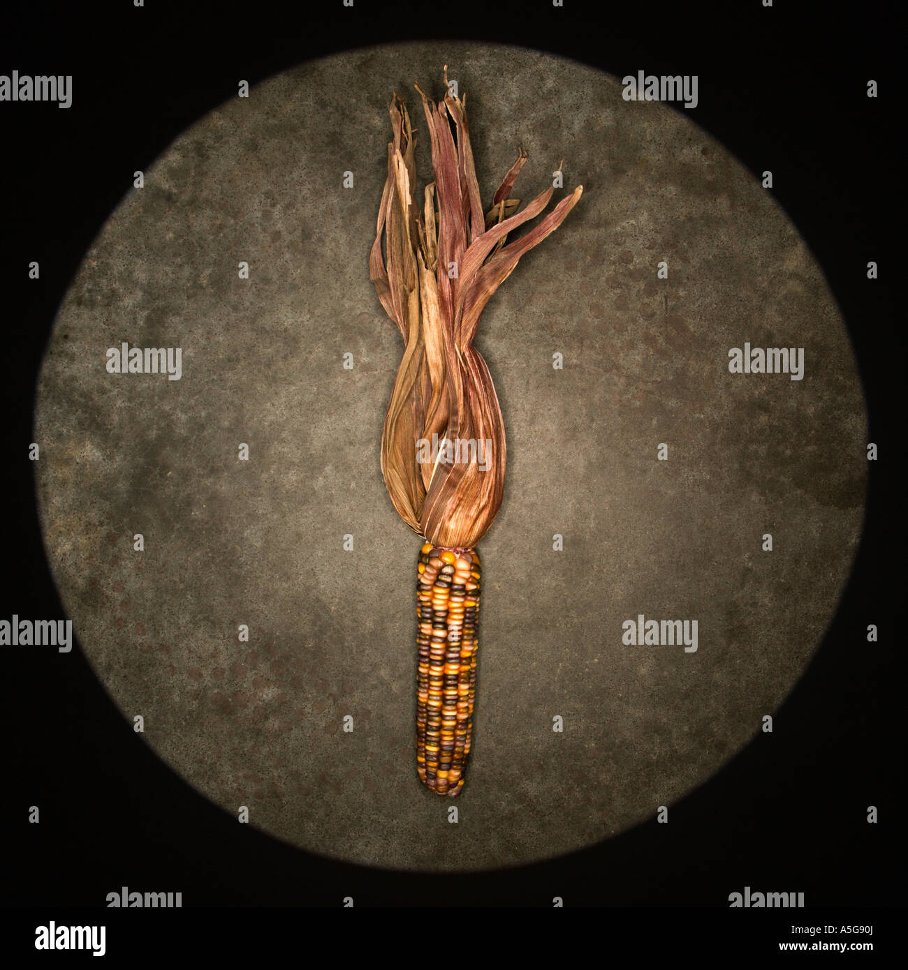 Ear of multicolored Indian corn against concrete background Stock Photo ...