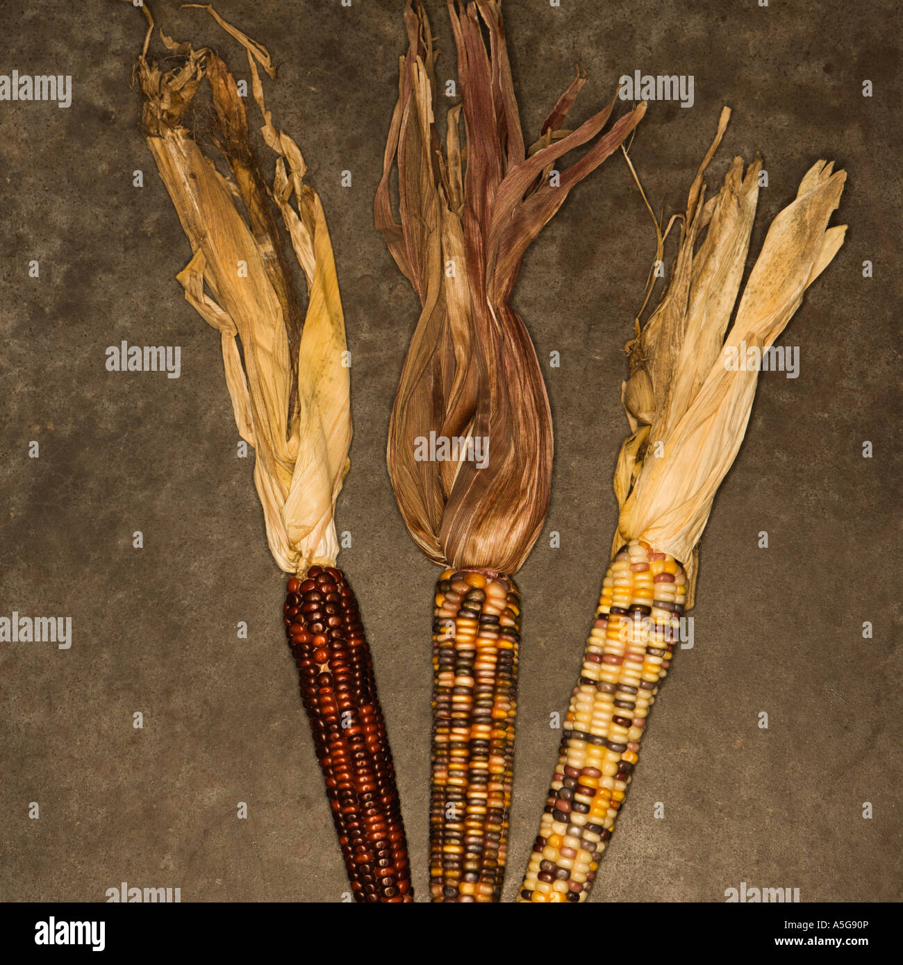 Three ears of multicolored Indian corn against black background Stock ...