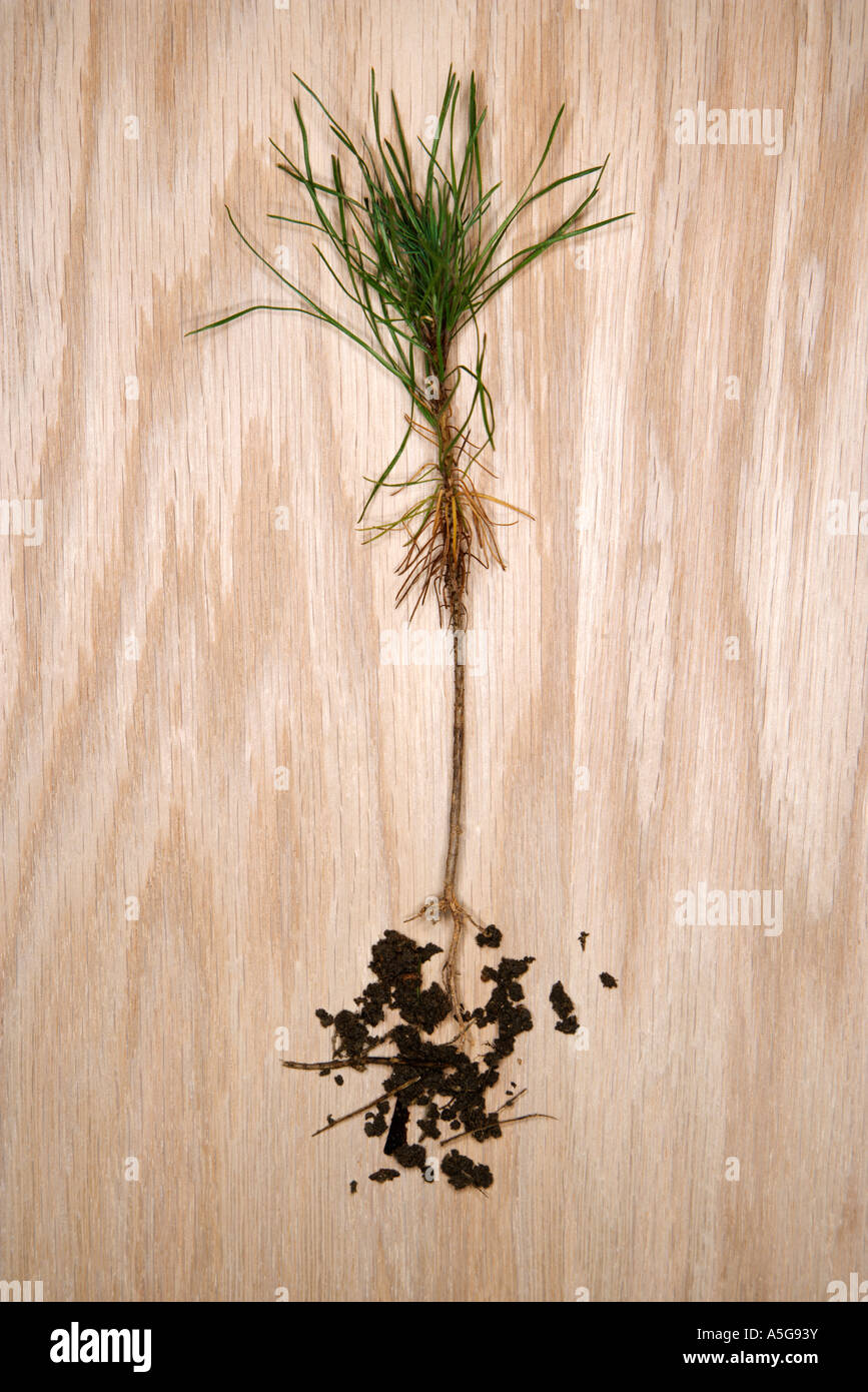 Unearthed Tree Roots High Resolution Stock Photography and Images - Alamy