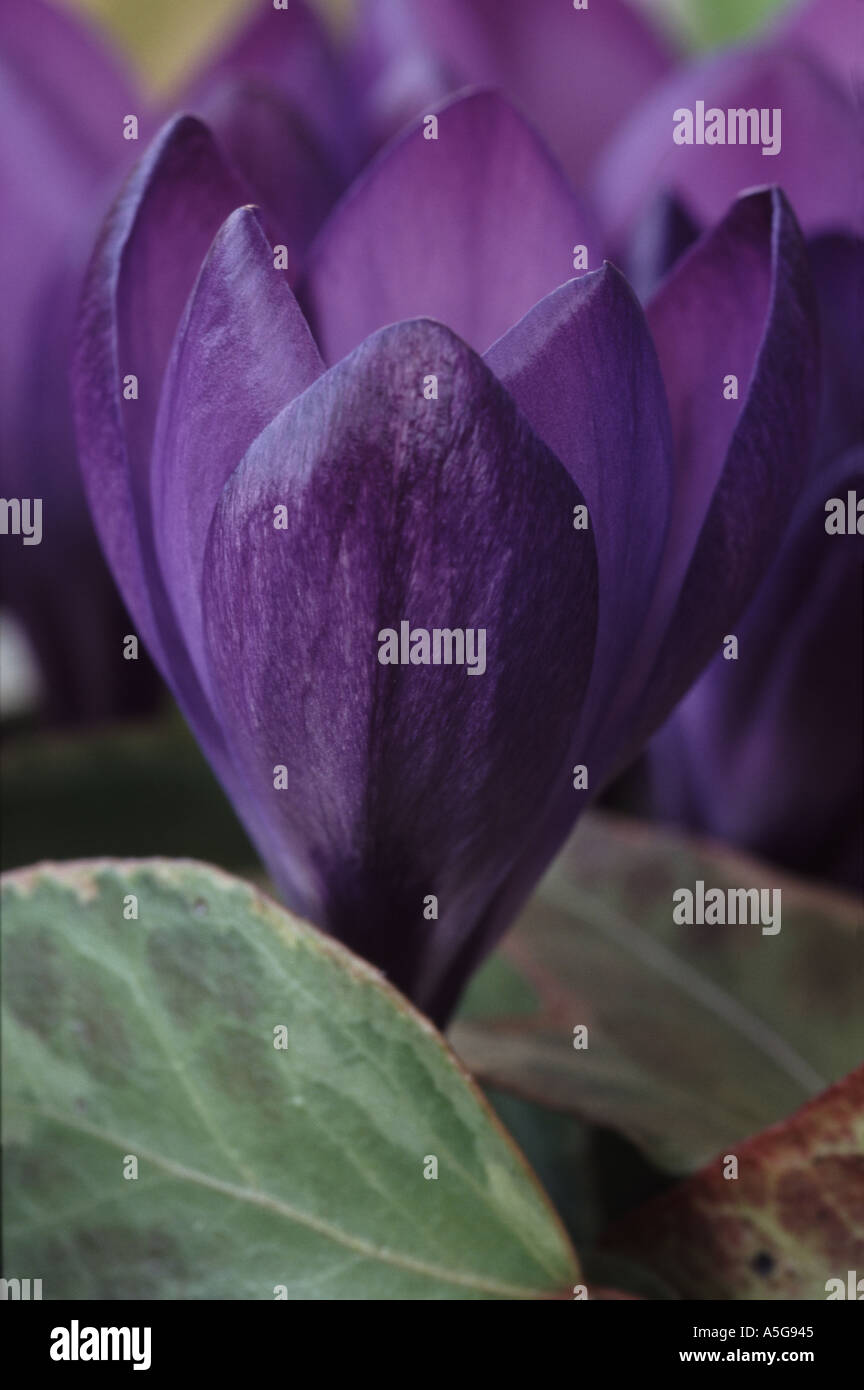 Crocus tommasinianus 'Ruby Giant' Stock Photo - Alamy