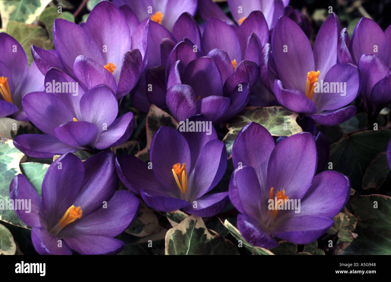 Ruby Giant High Resolution Stock Photography and Images - Alamy
