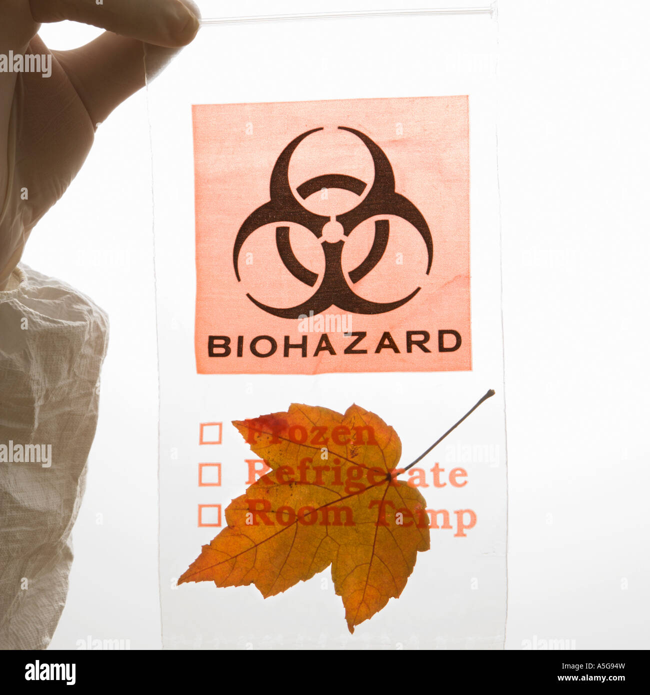 Hand wearing white rubber glove holding plastic biohazard bag ...