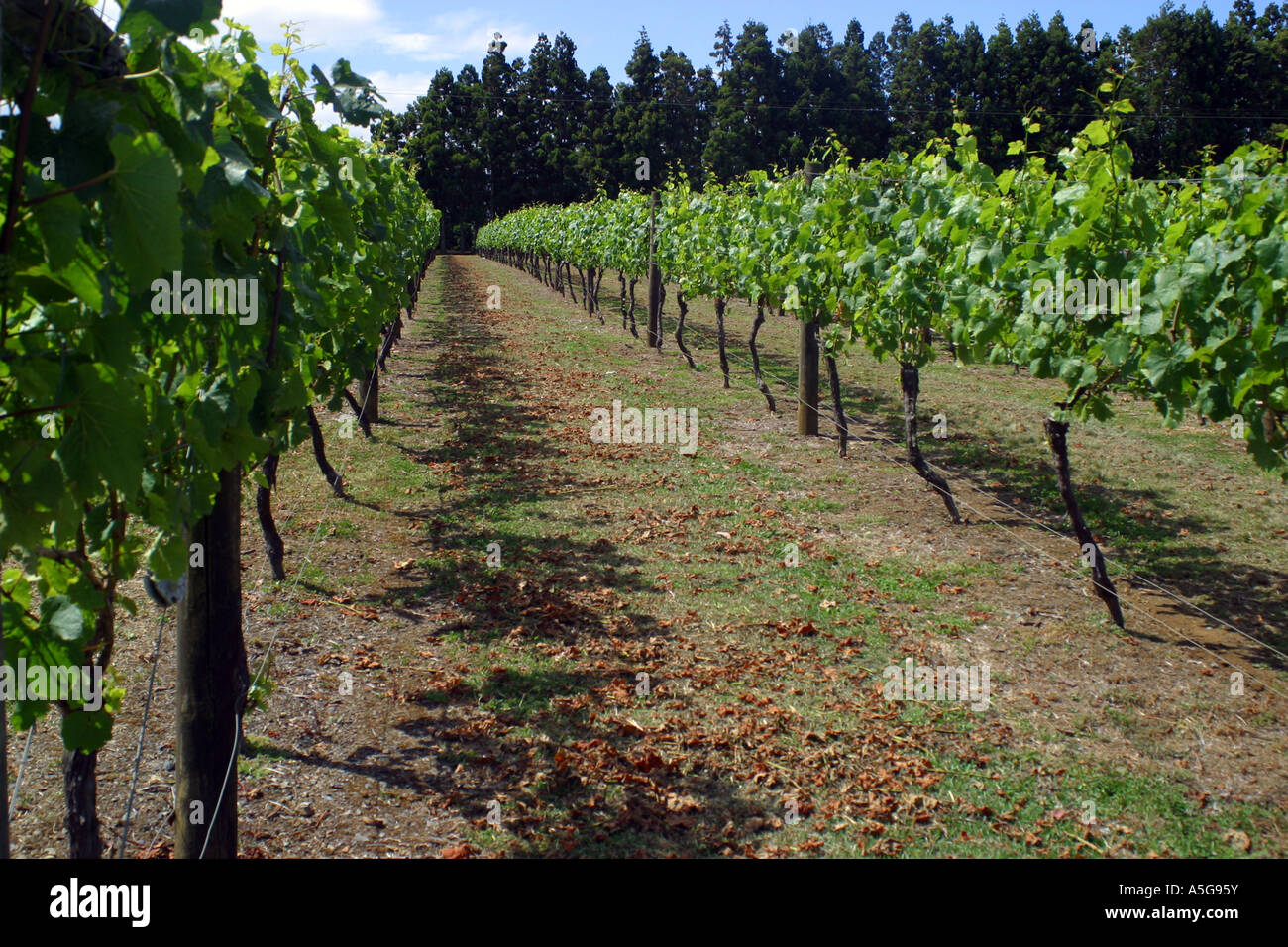 Vineyard a plantation of grapevines typically producing grapes used in ...