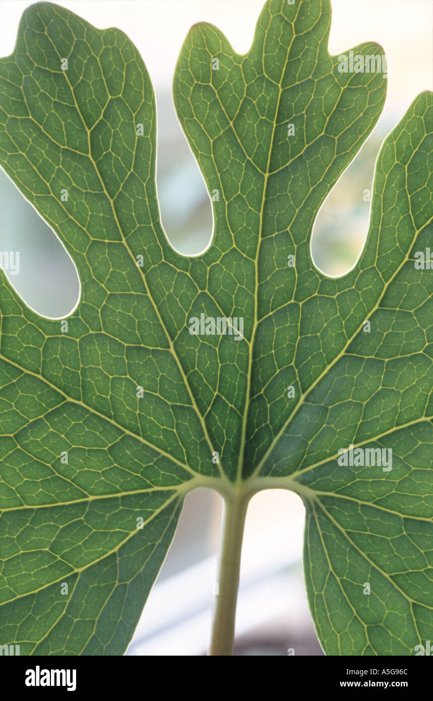 Sanguinaria canadensis. Bloodroot, Red puccoon. Backlit leaf Stock ...