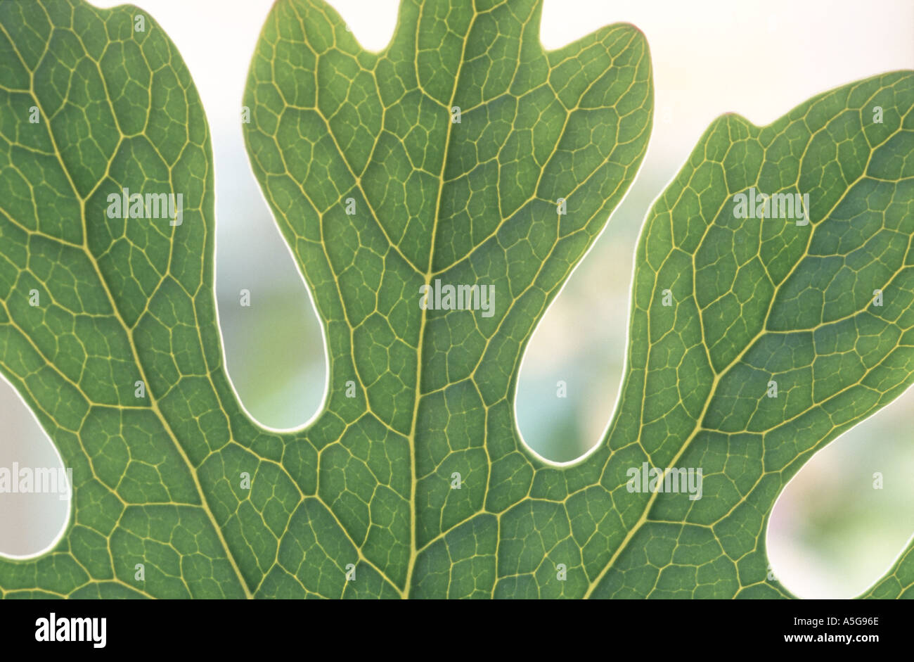 Sanguinaria canadensis. Bloodroot, Red puccoon. Backlit leaf Stock ...