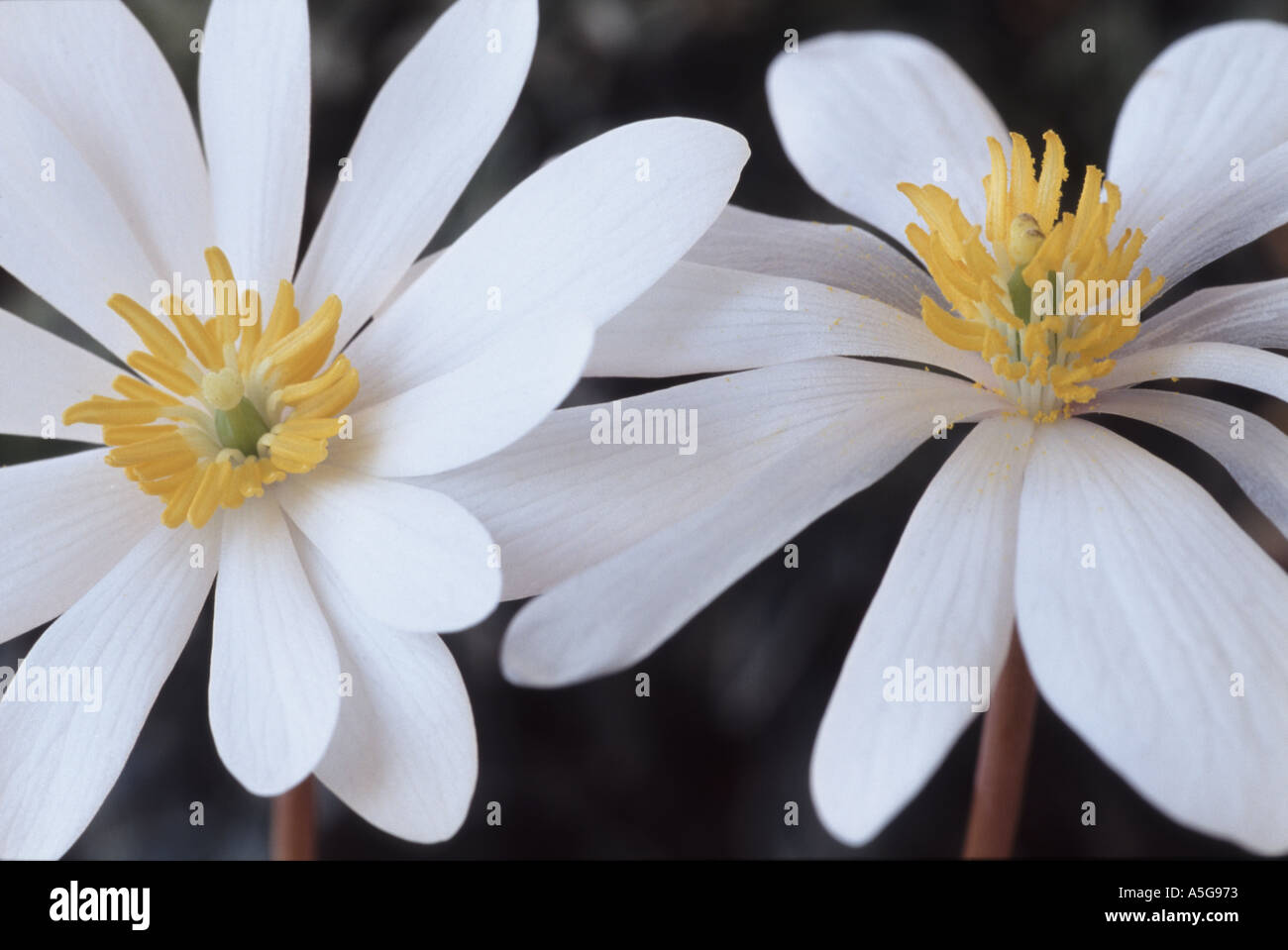 Sanguinaria canadensis. Bloodroot, Red puccoon Stock Photo - Alamy